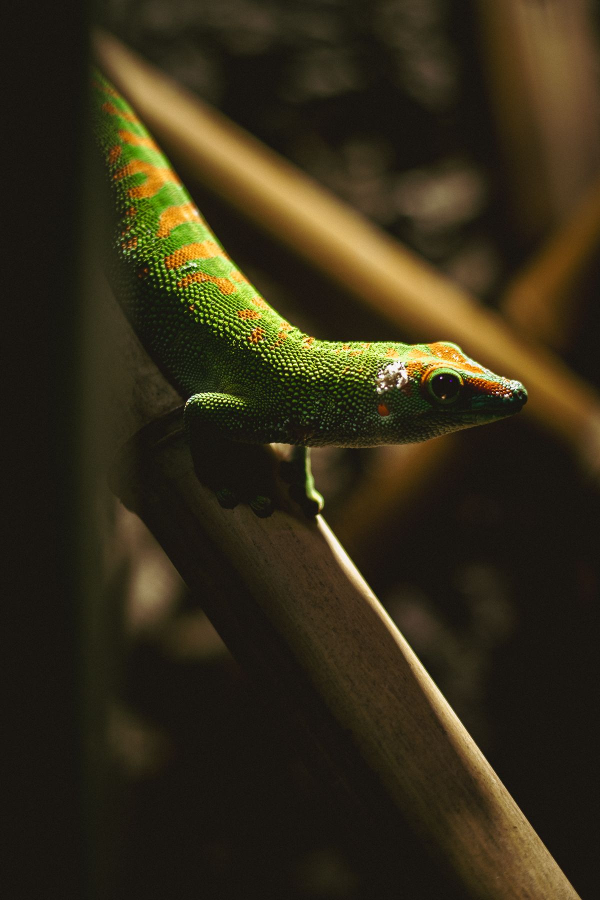 Day Gecko Photos, Download The BEST Free Day Gecko Stock Photos & HD Images