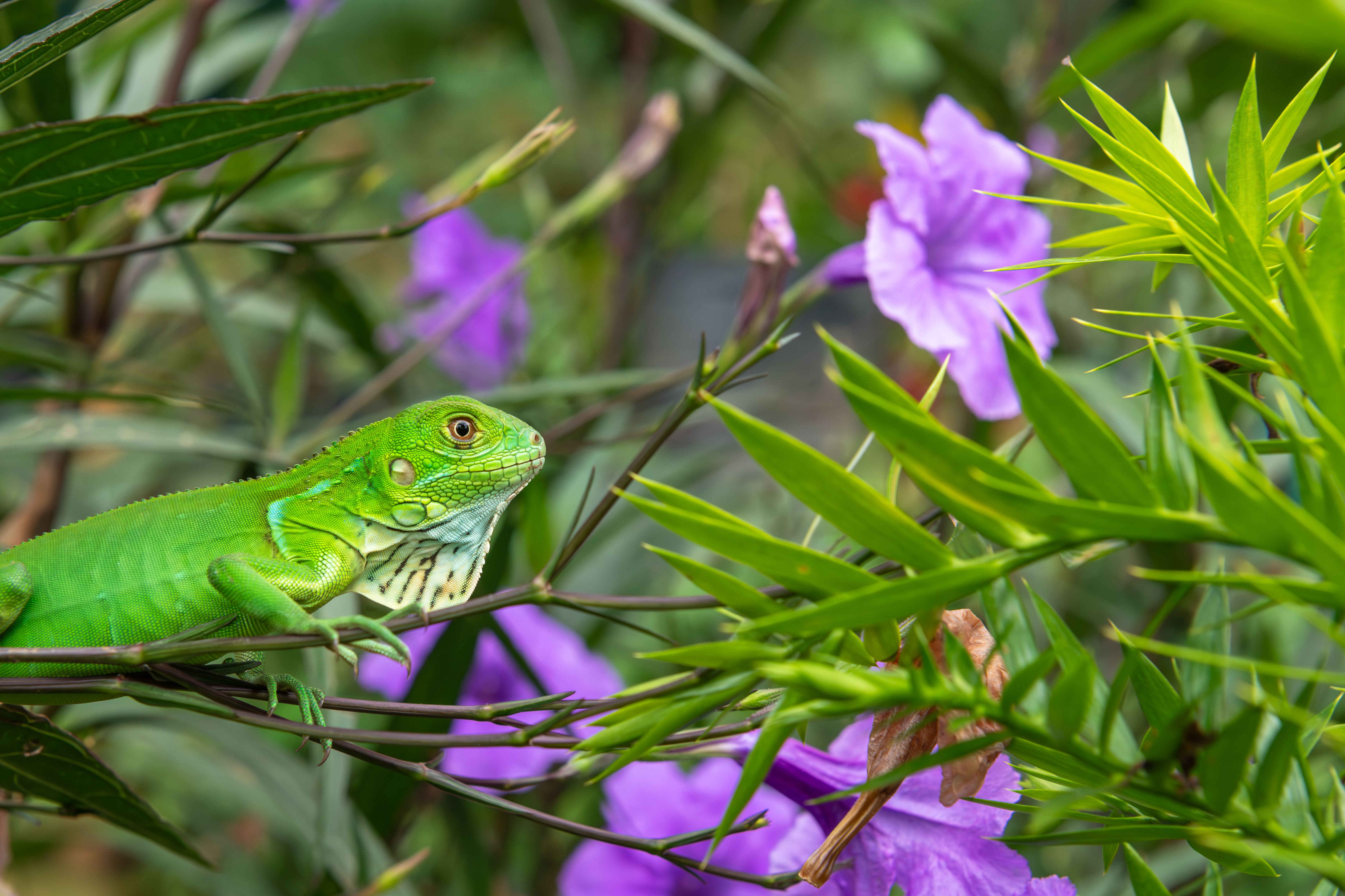 Green Iguana Sitting on Branches among Purple Flowers · Free Stock Photo