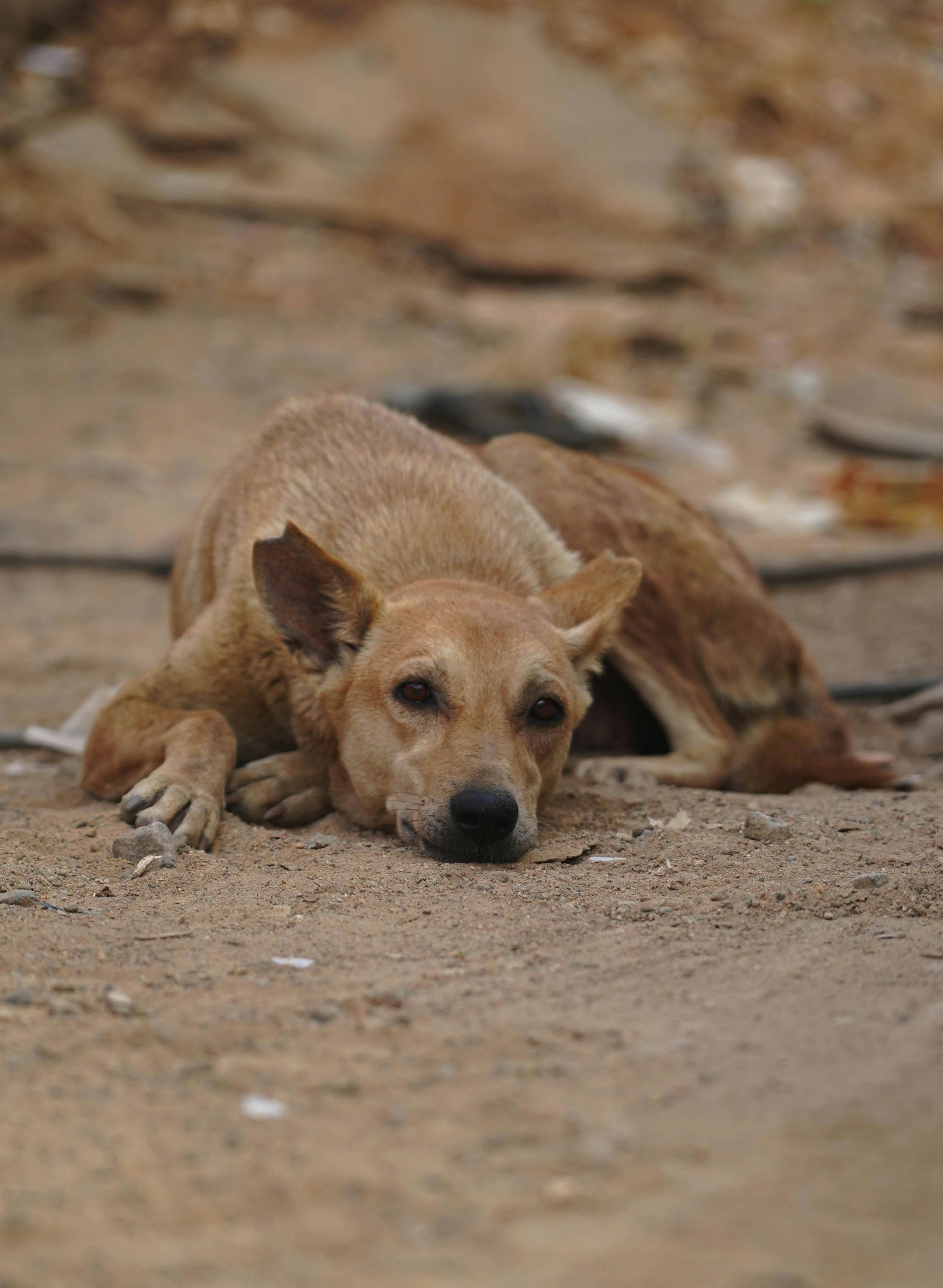 Closeup Photo of Dog Lying on the Ground · Free Stock Photo