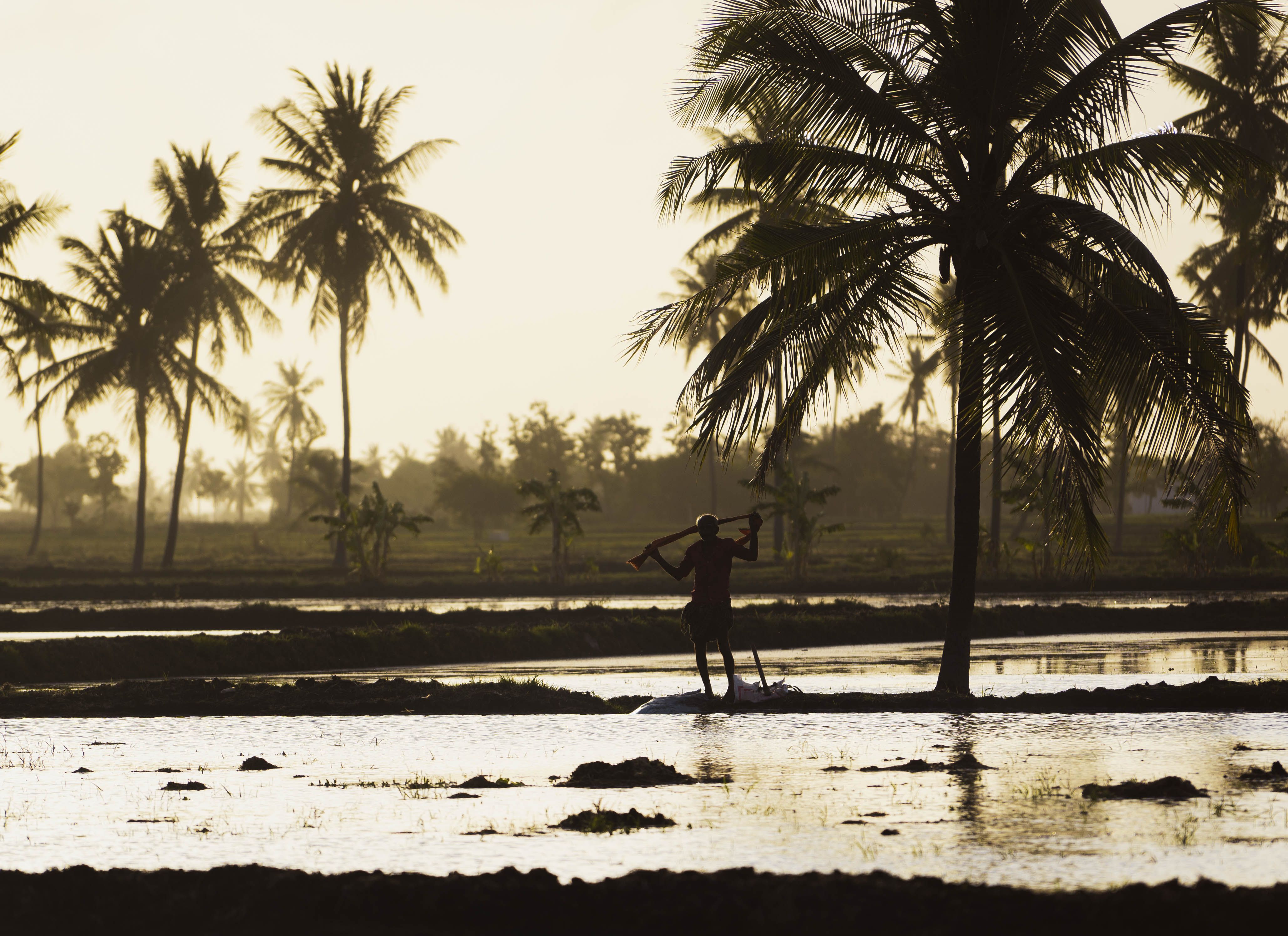 Man working in paddy fields · Free Stock Photo
