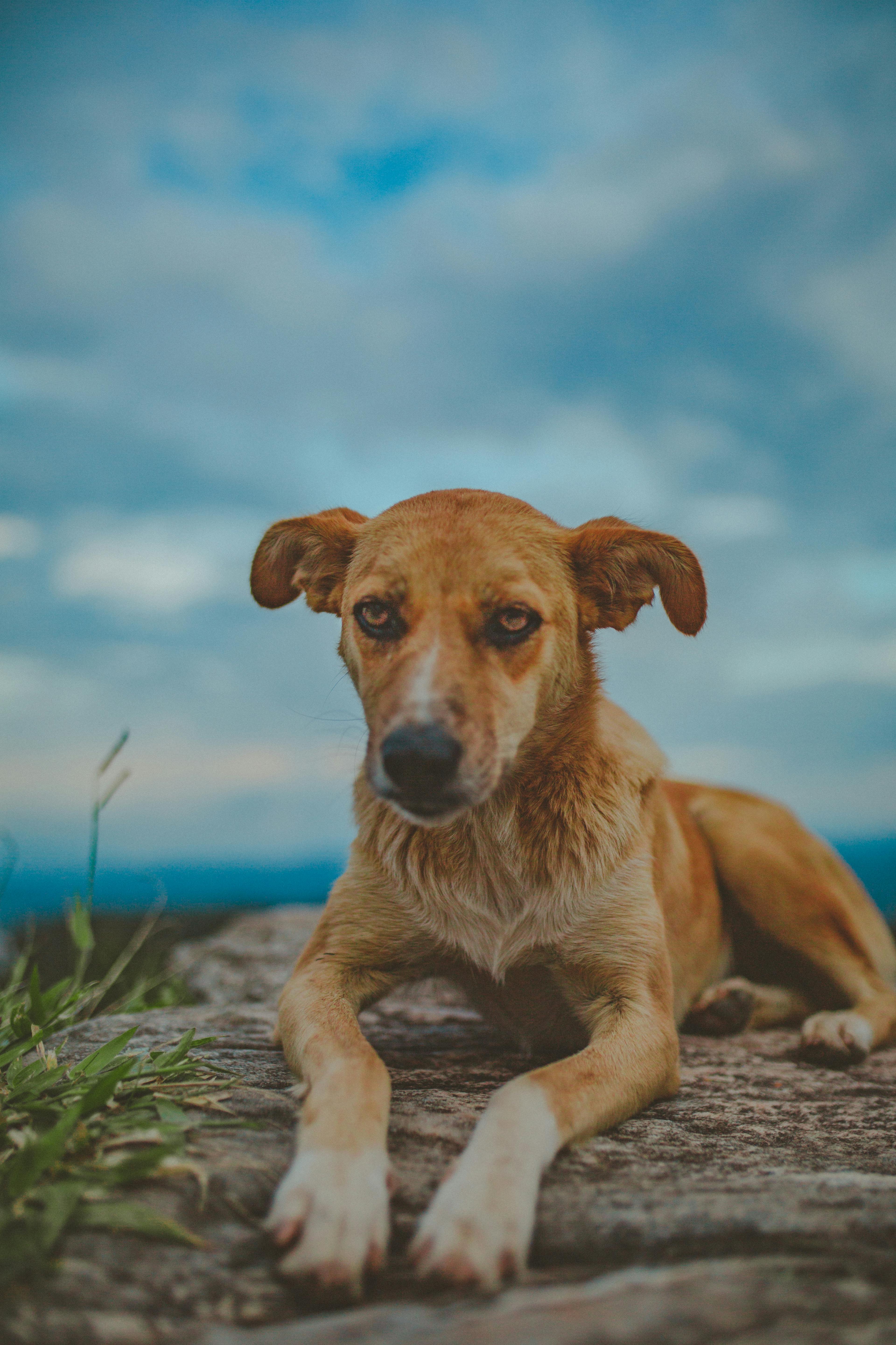 Photo of Dog Laying On Grass · Free Stock Photo