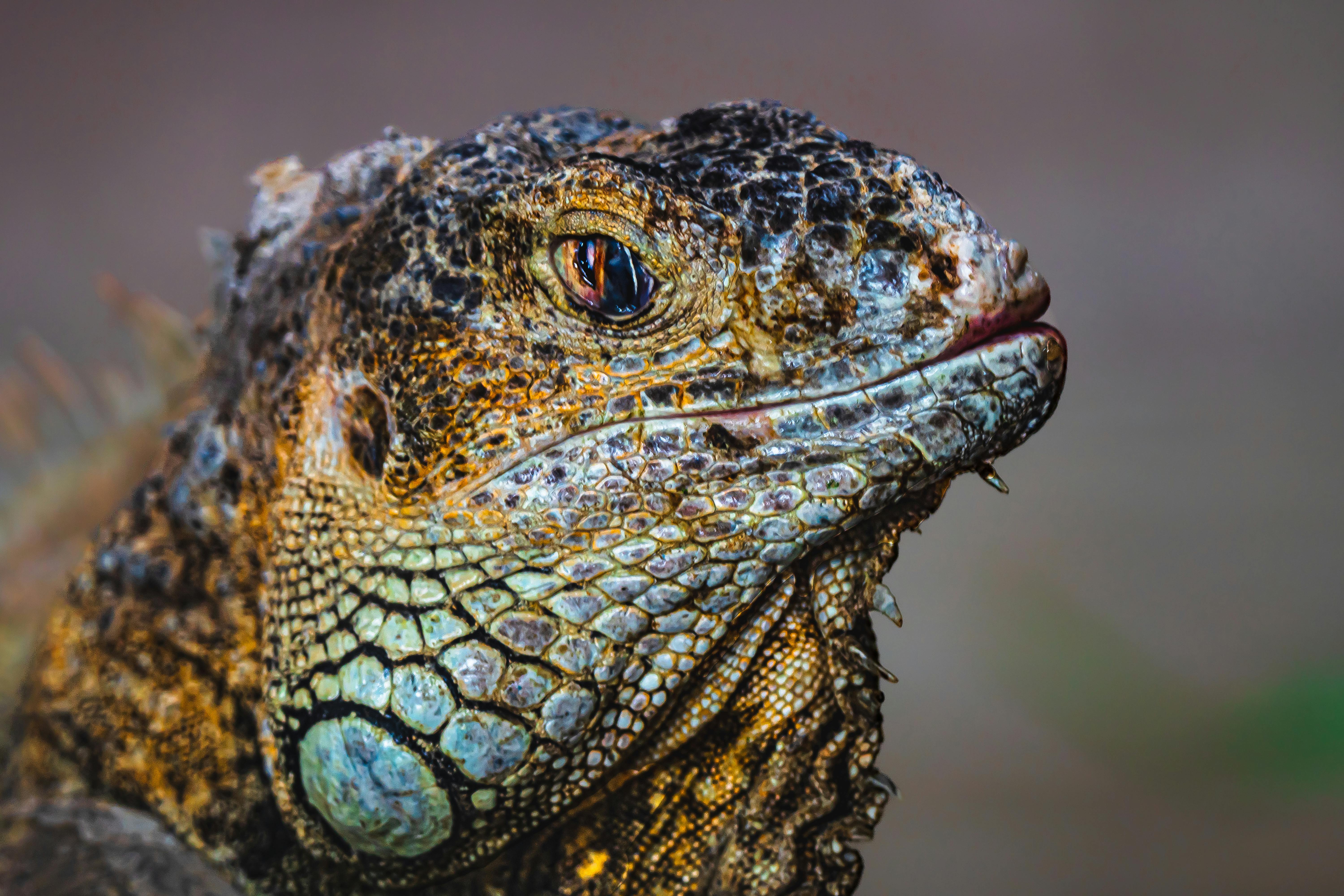 Lizard Photos Photos, Download The BEST Free Lizard Photos Stock Photos ...