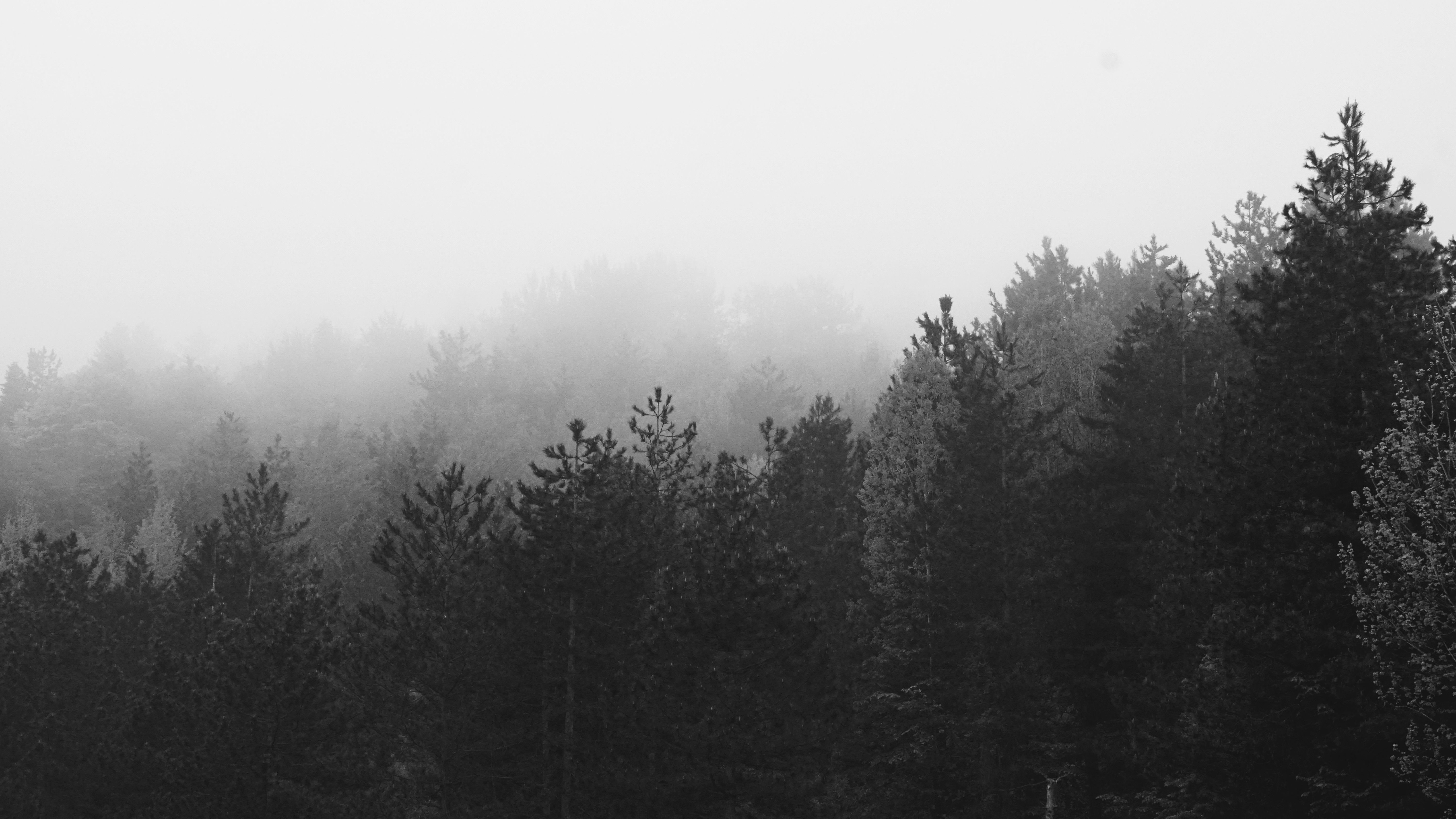 Fog over Forest in Black and White · Free Stock Photo