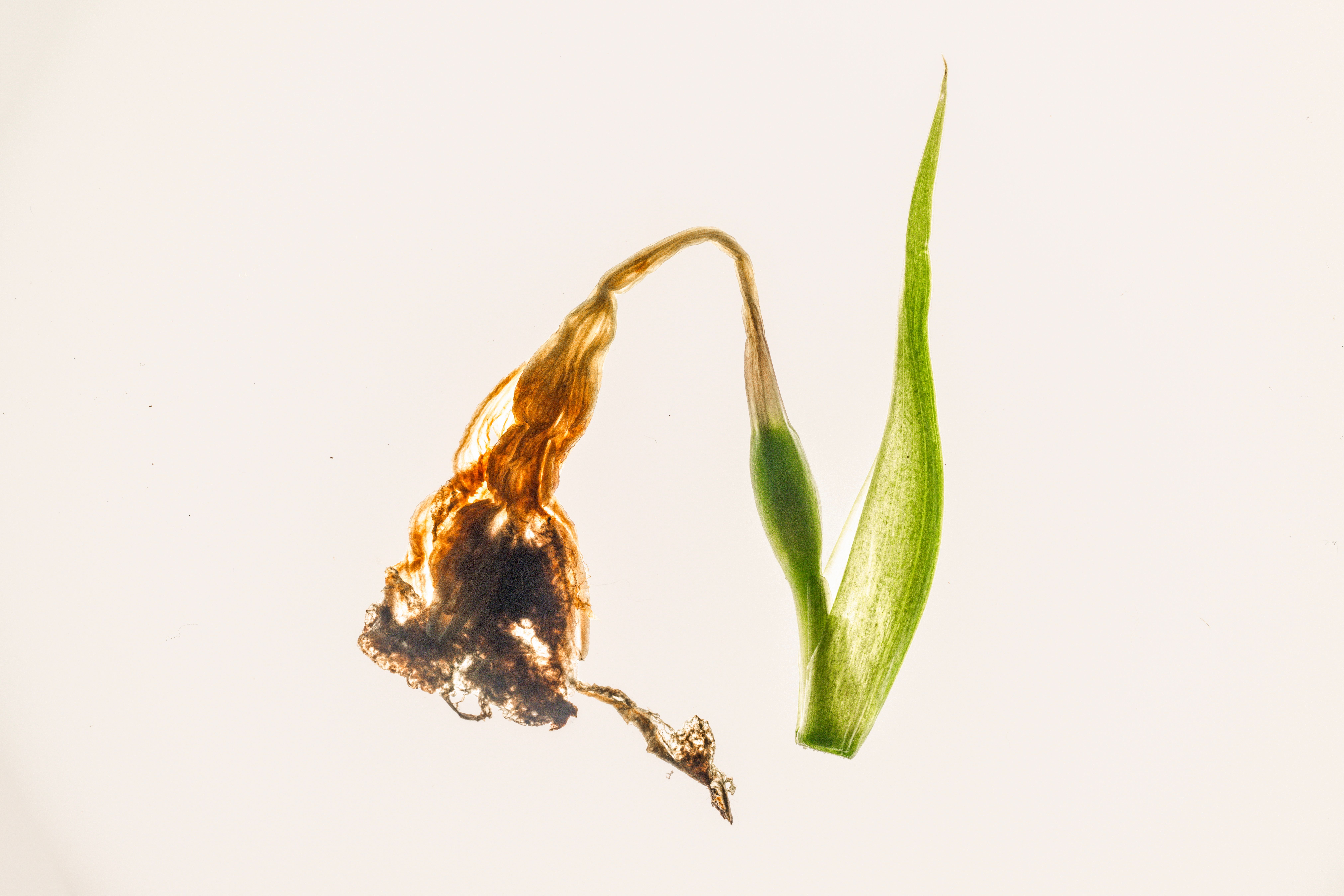 Photo of a Withered Plant · Free Stock Photo