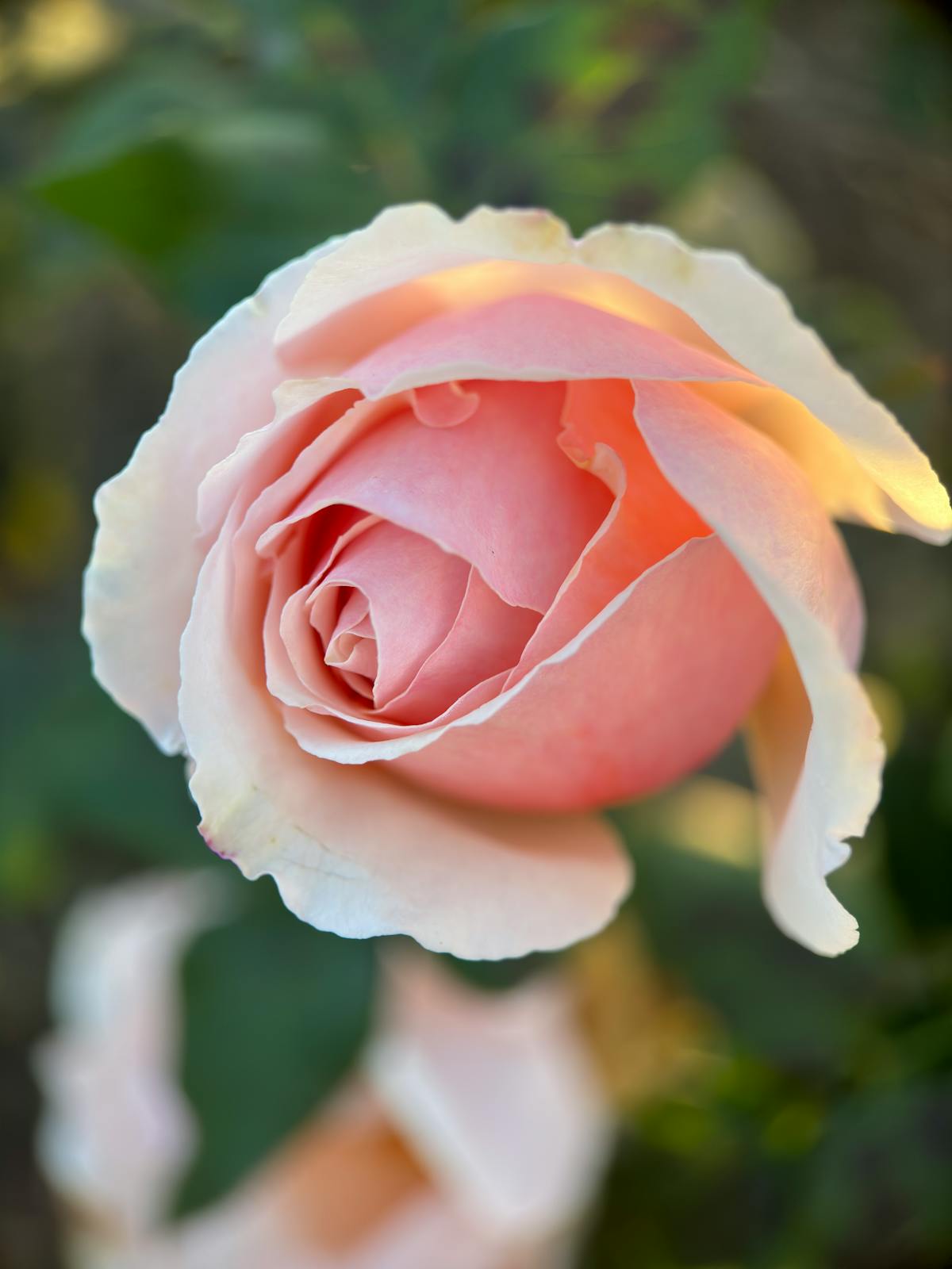 Light Pink Photos, Download The BEST Free Light Pink Stock Photos & HD ...