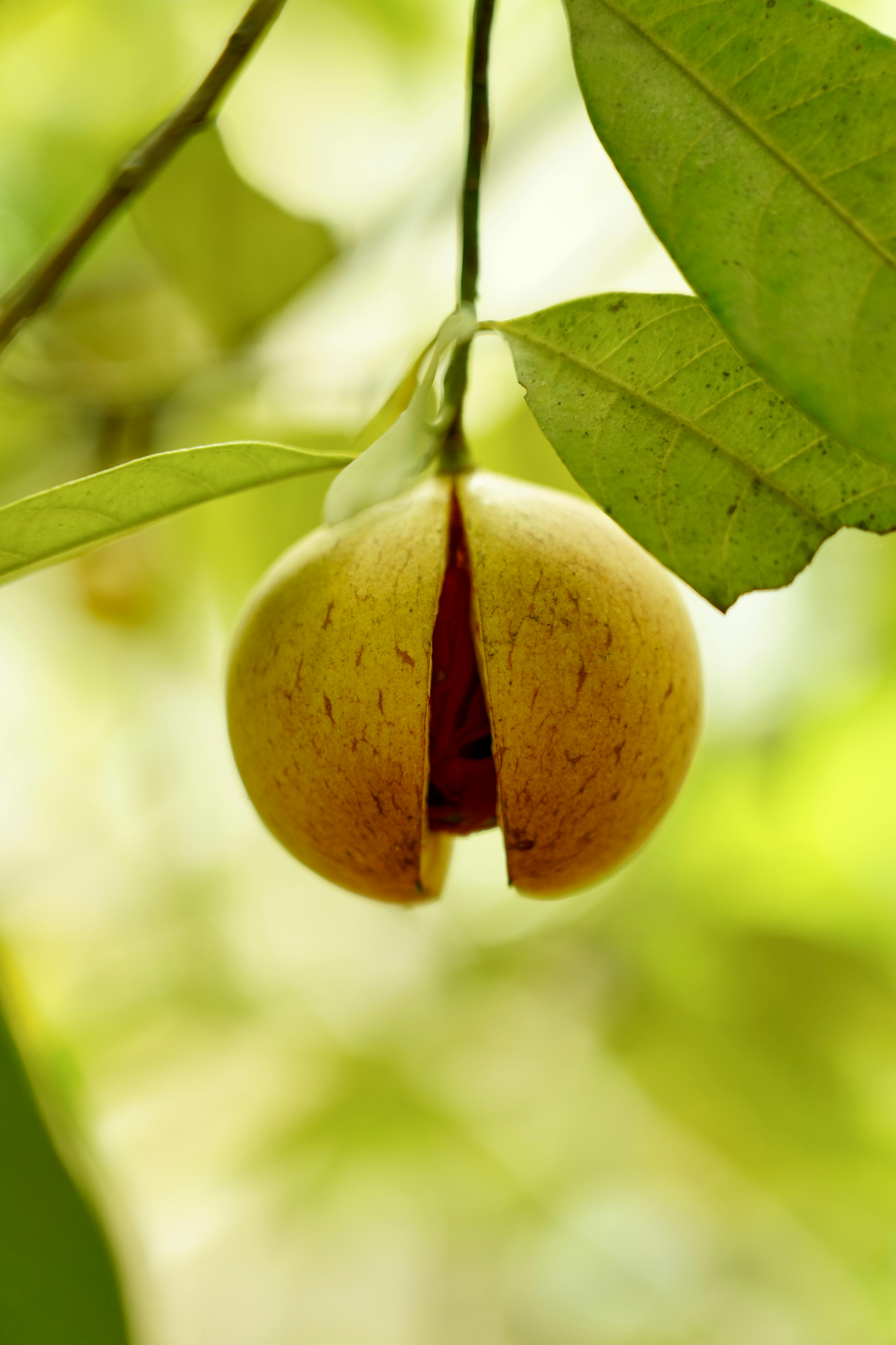 Close-up of a Nutmeg Growing on a Tree Branch · Free Stock Photo