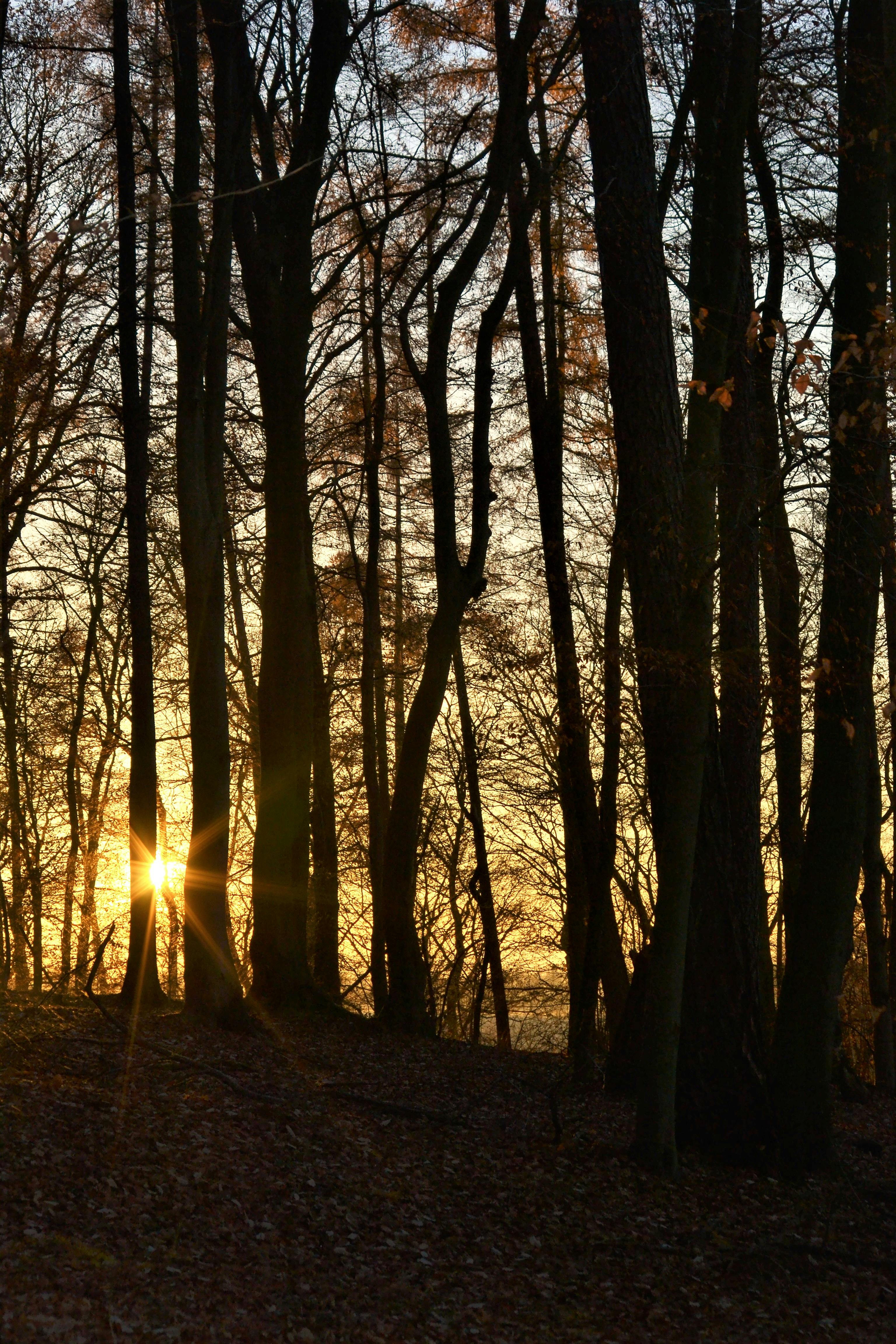 Free stock photo of evening-sky, forest, sunset