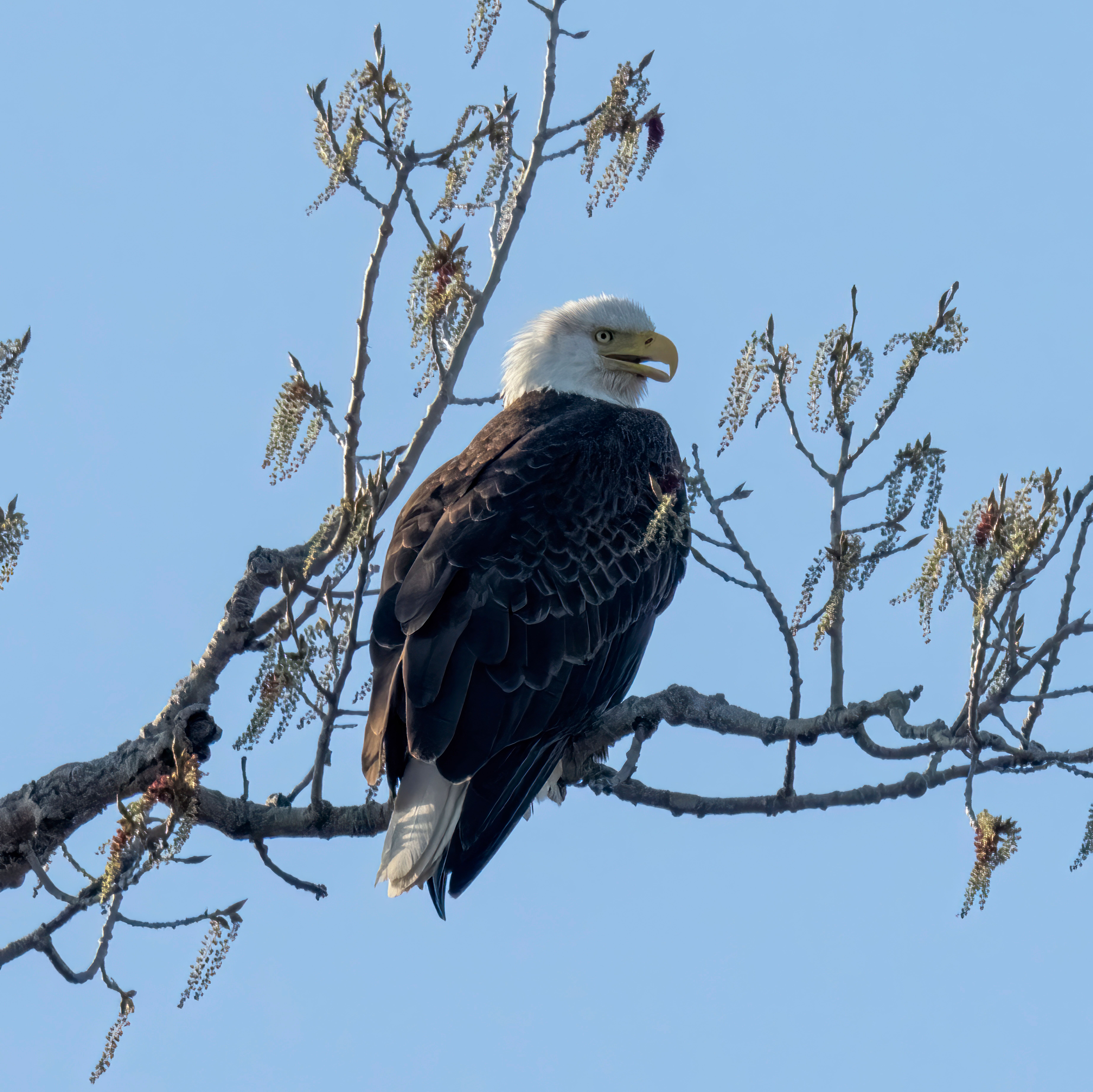 Side View of Southern Bald Eagle Sitting on Branch · Free Stock Photo