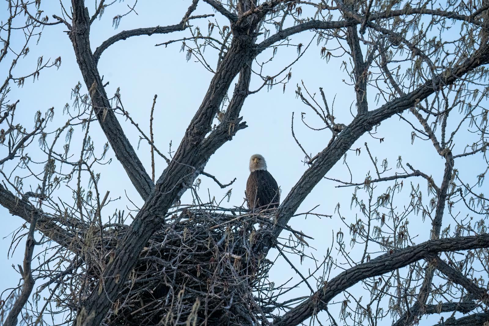 Bald Eagle Nest Photos, Download The BEST Free Bald Eagle Nest Stock ...