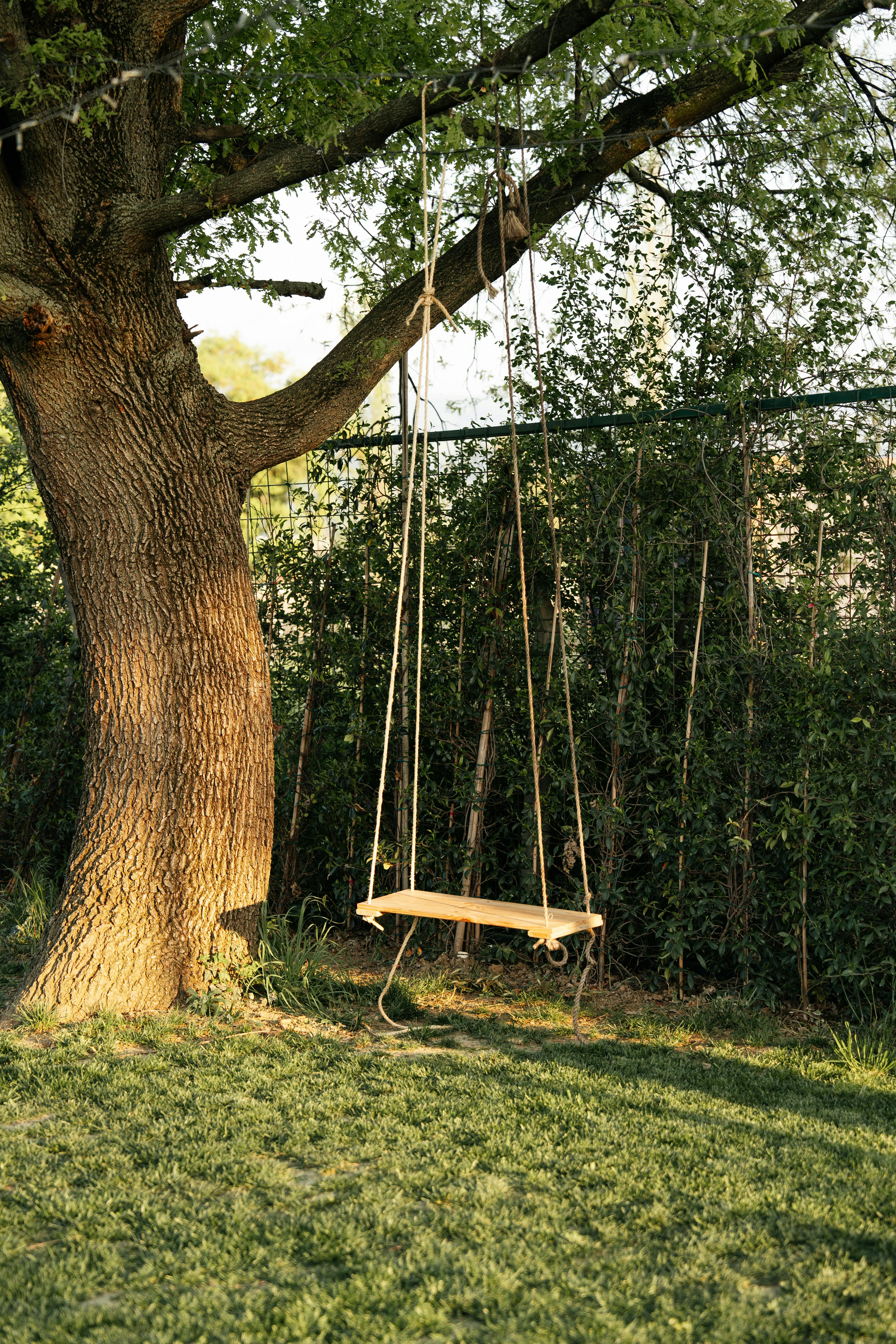 Swing On a Tree · Free Stock Photo