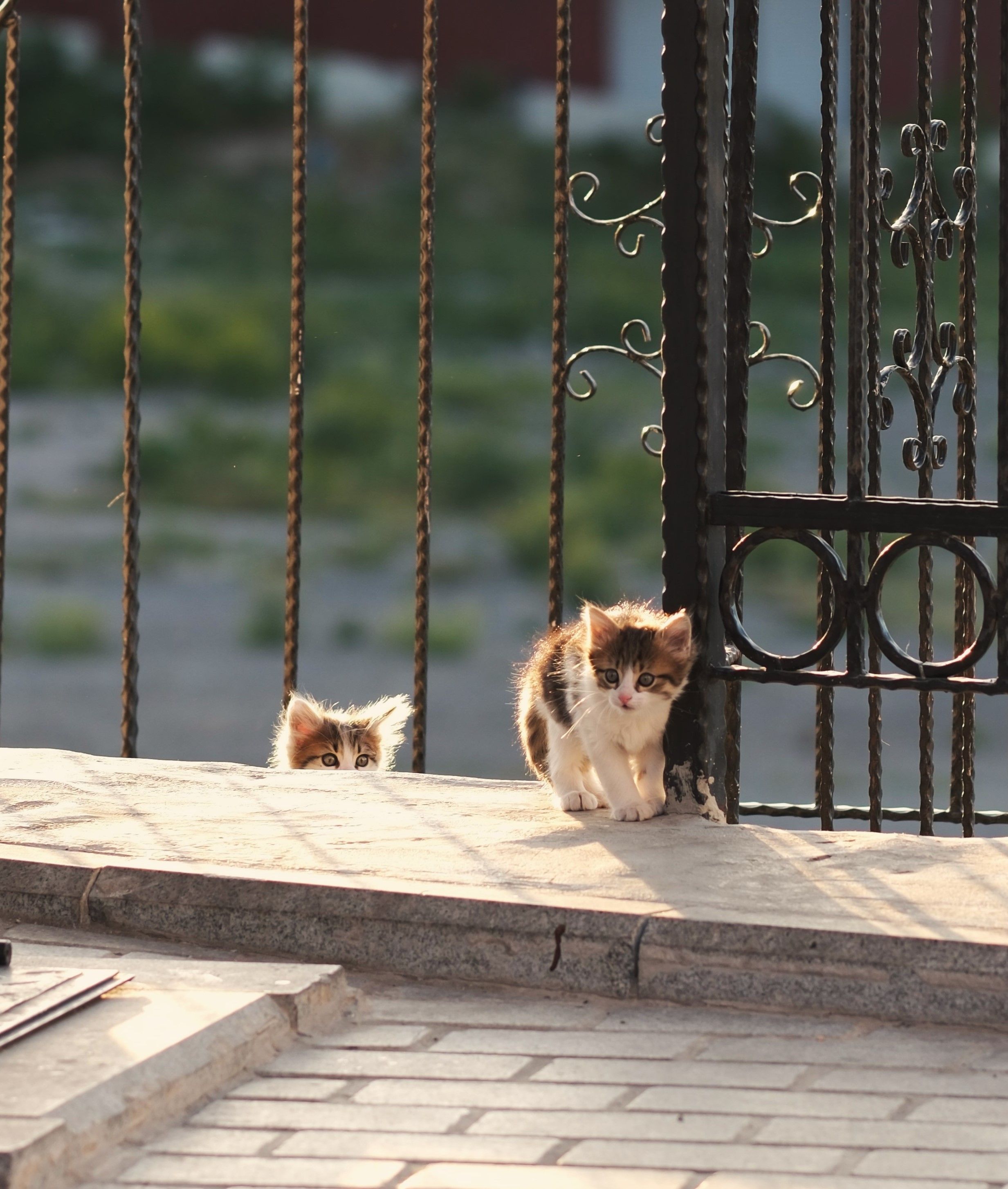 Little Kittens Climbing on the Terrace · Free Stock Photo