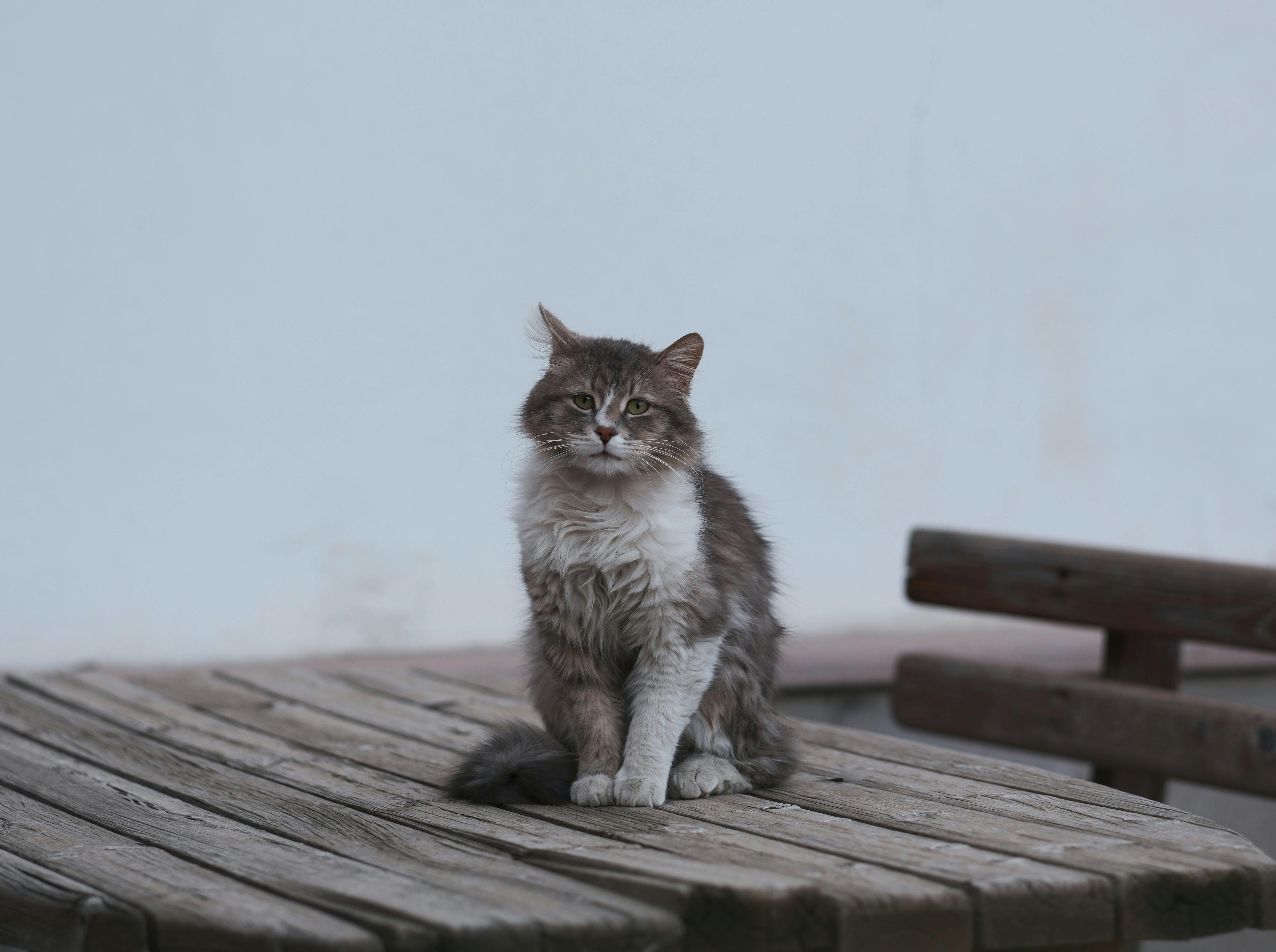 Gray Phe Photos, Download The BEST Free Gray Phe Stock Photos & HD Images