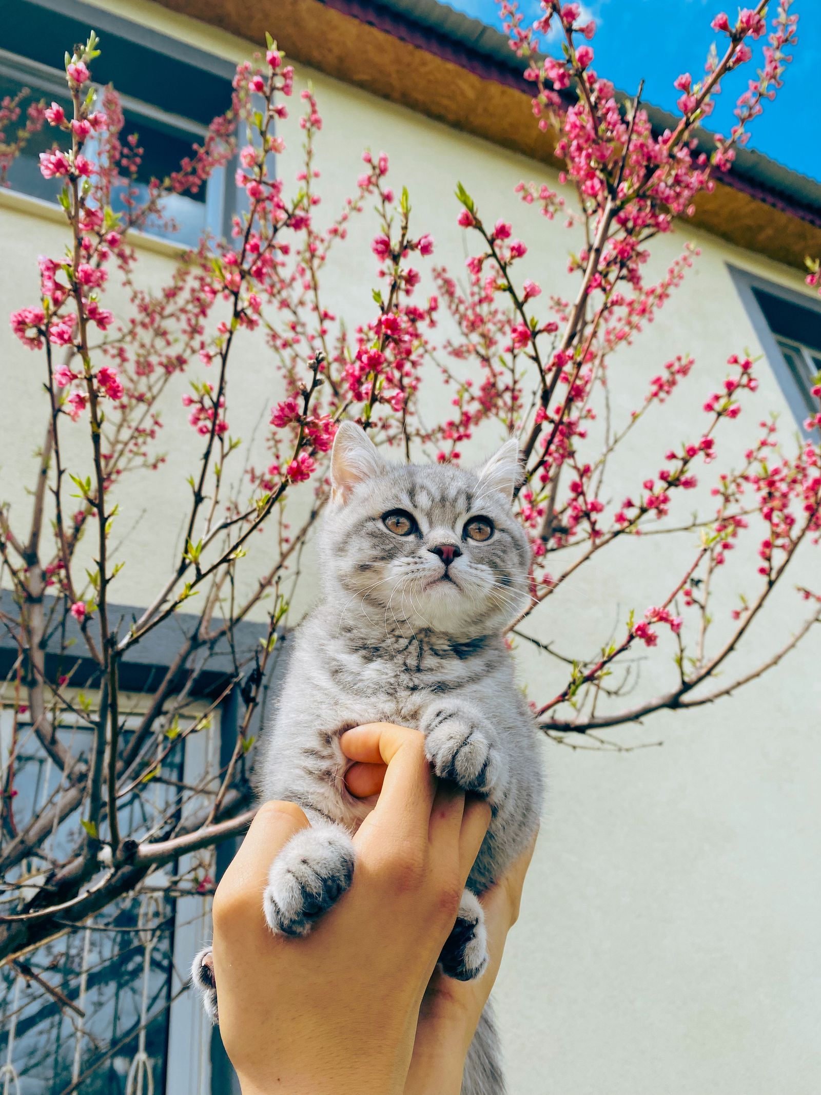 Cat Cherry Blossom Photos, Download The BEST Free Cat Cherry Blossom ...