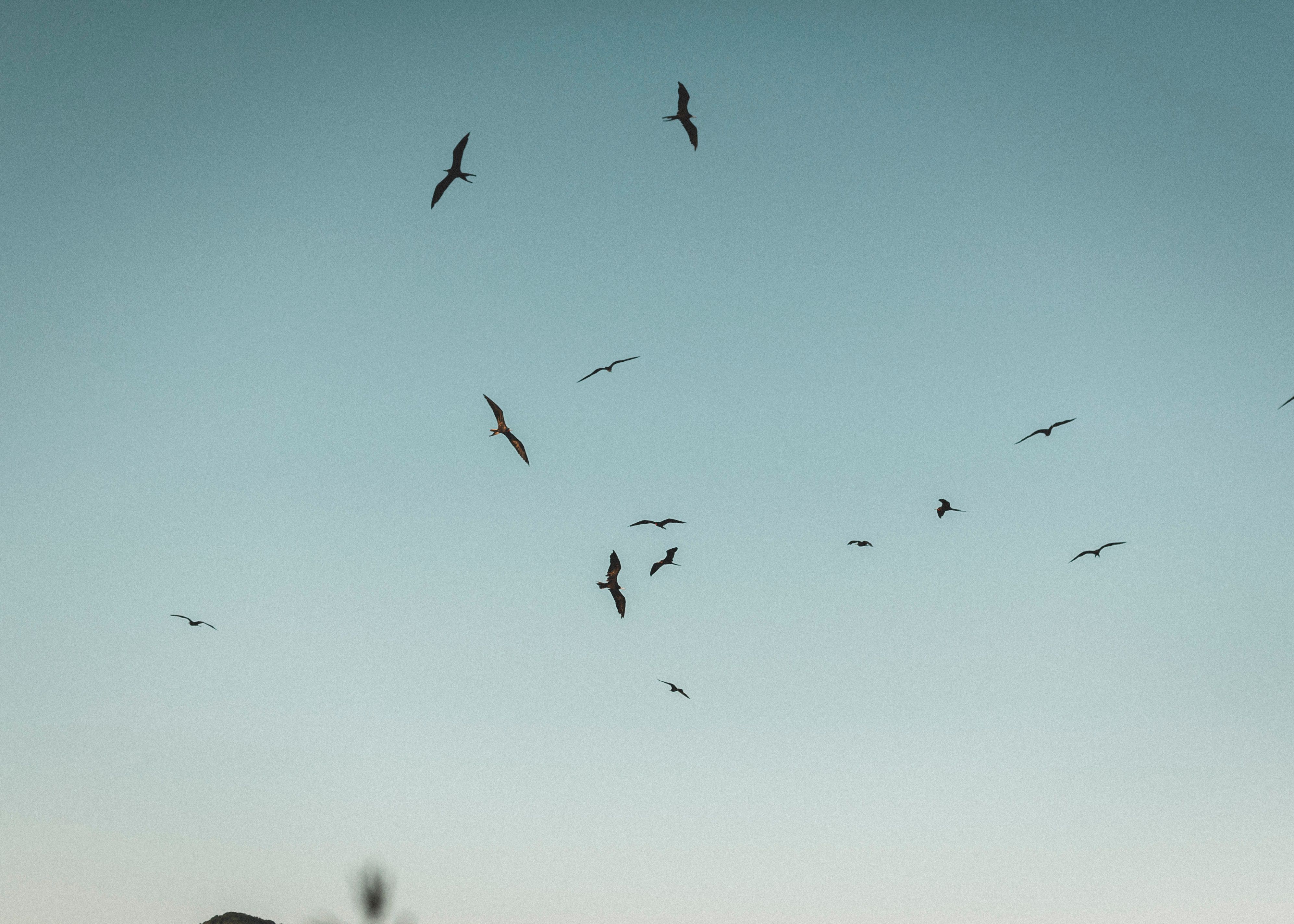 Birds Flying across Clear Sky · Free Stock Photo