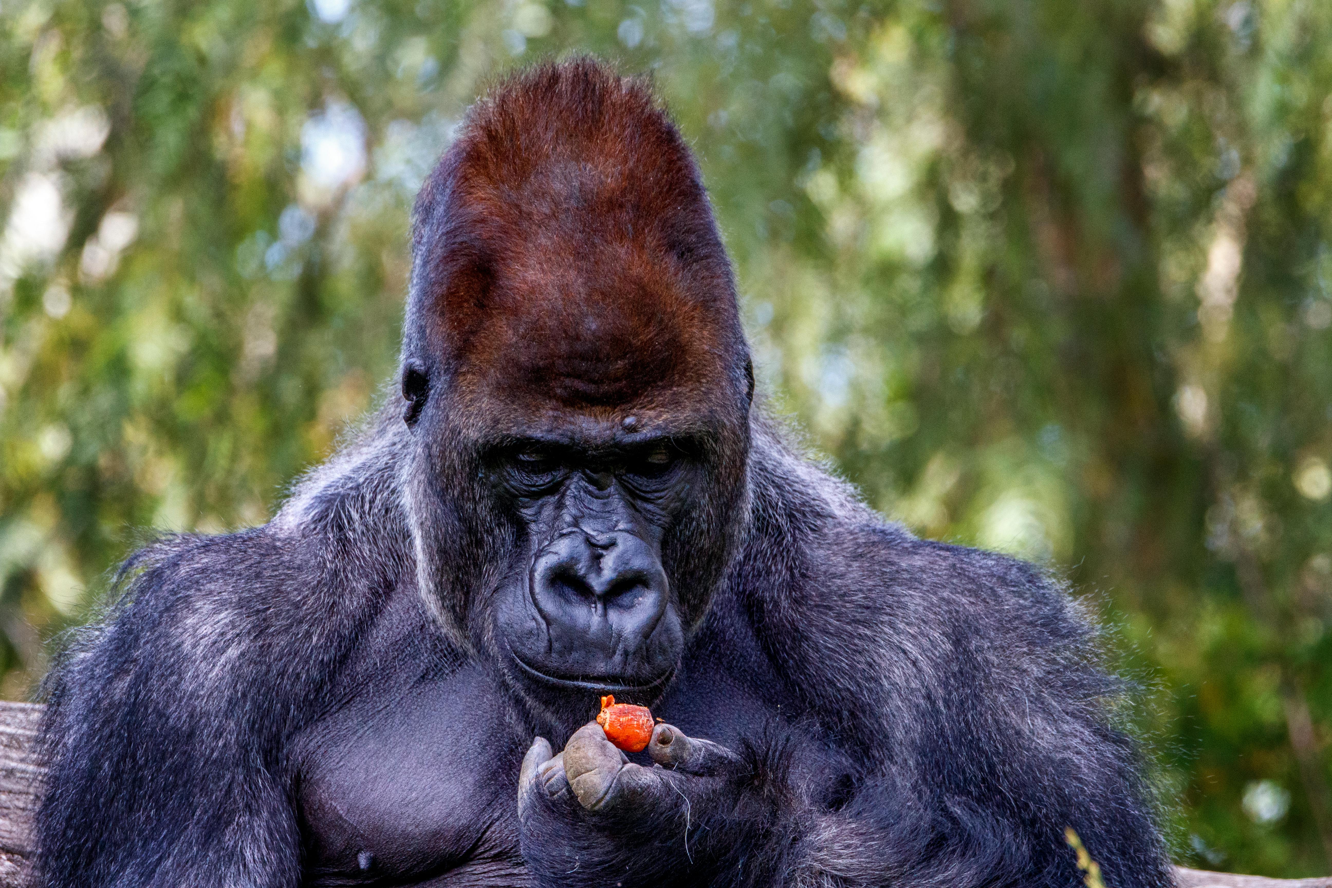 gorilla hd wallpaper