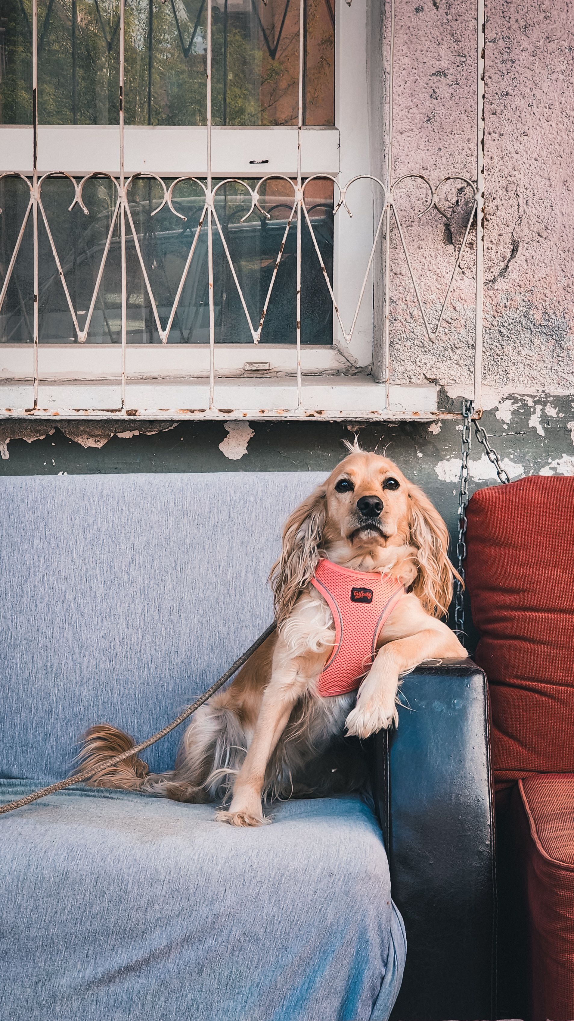 Dog Sitting on an Outdoor Sofa · Free Stock Photo