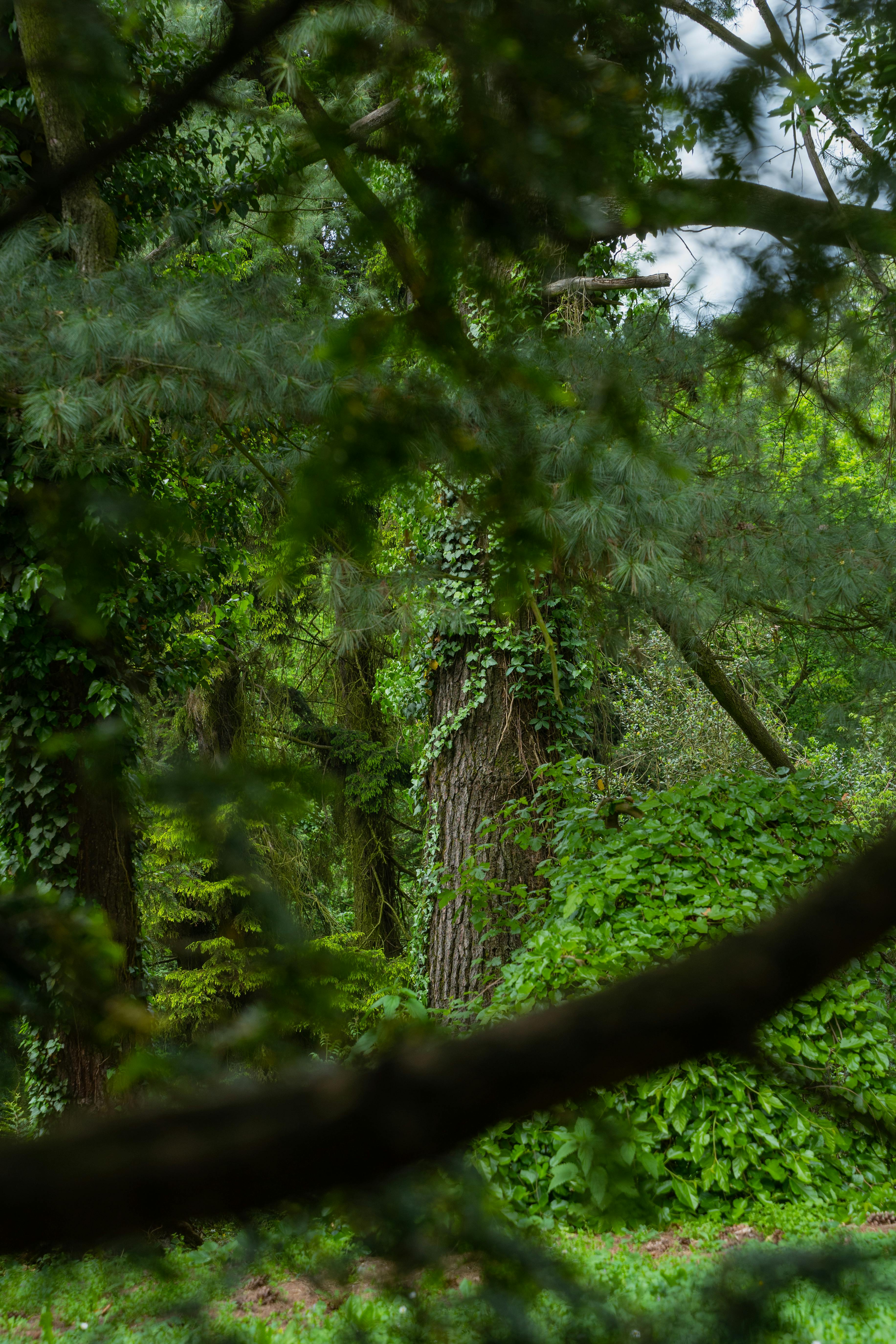 Ivy Wrapping Tree in Forest · Free Stock Photo