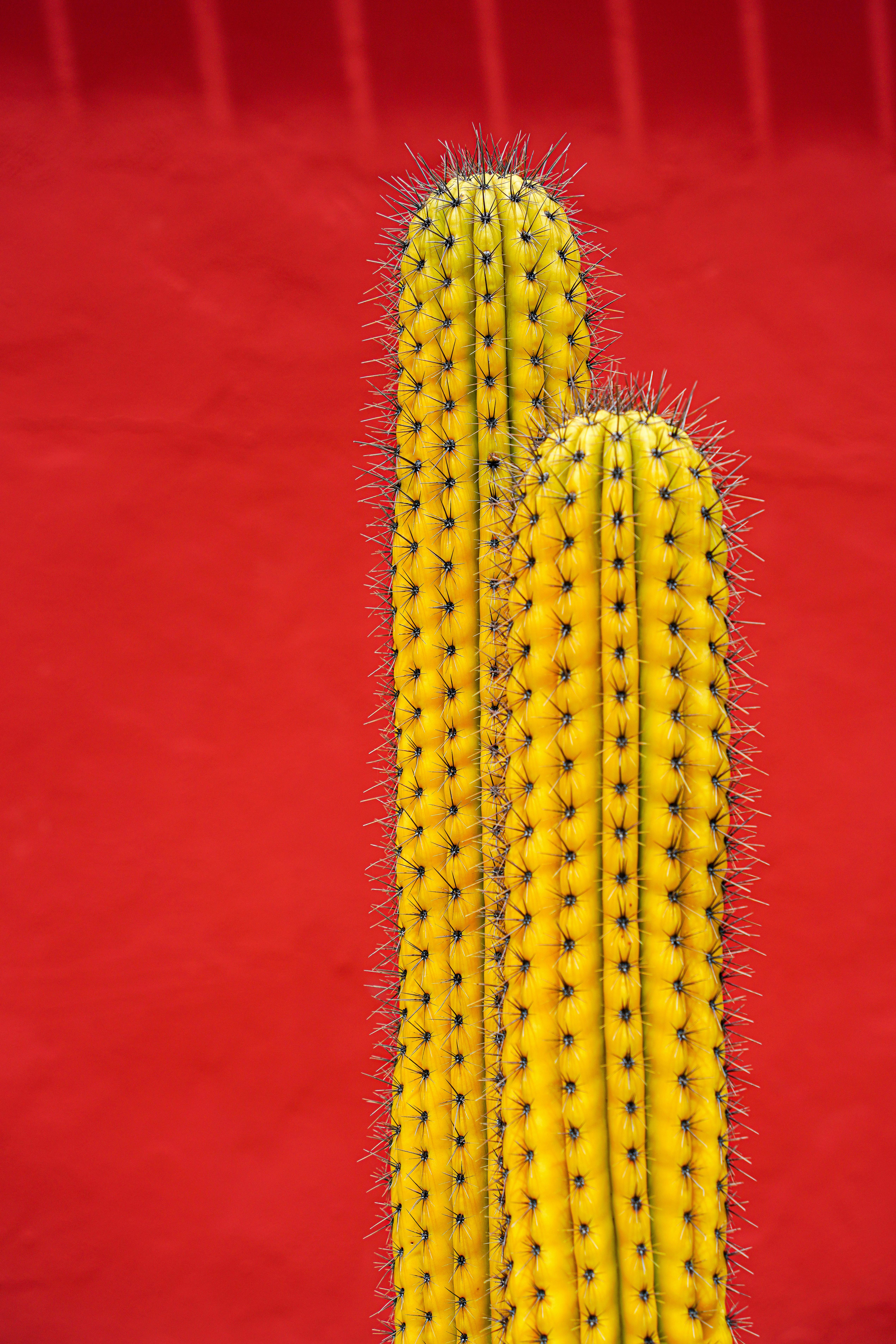 Close-up of Yellow Cacti against a Red Background · Free Stock Photo