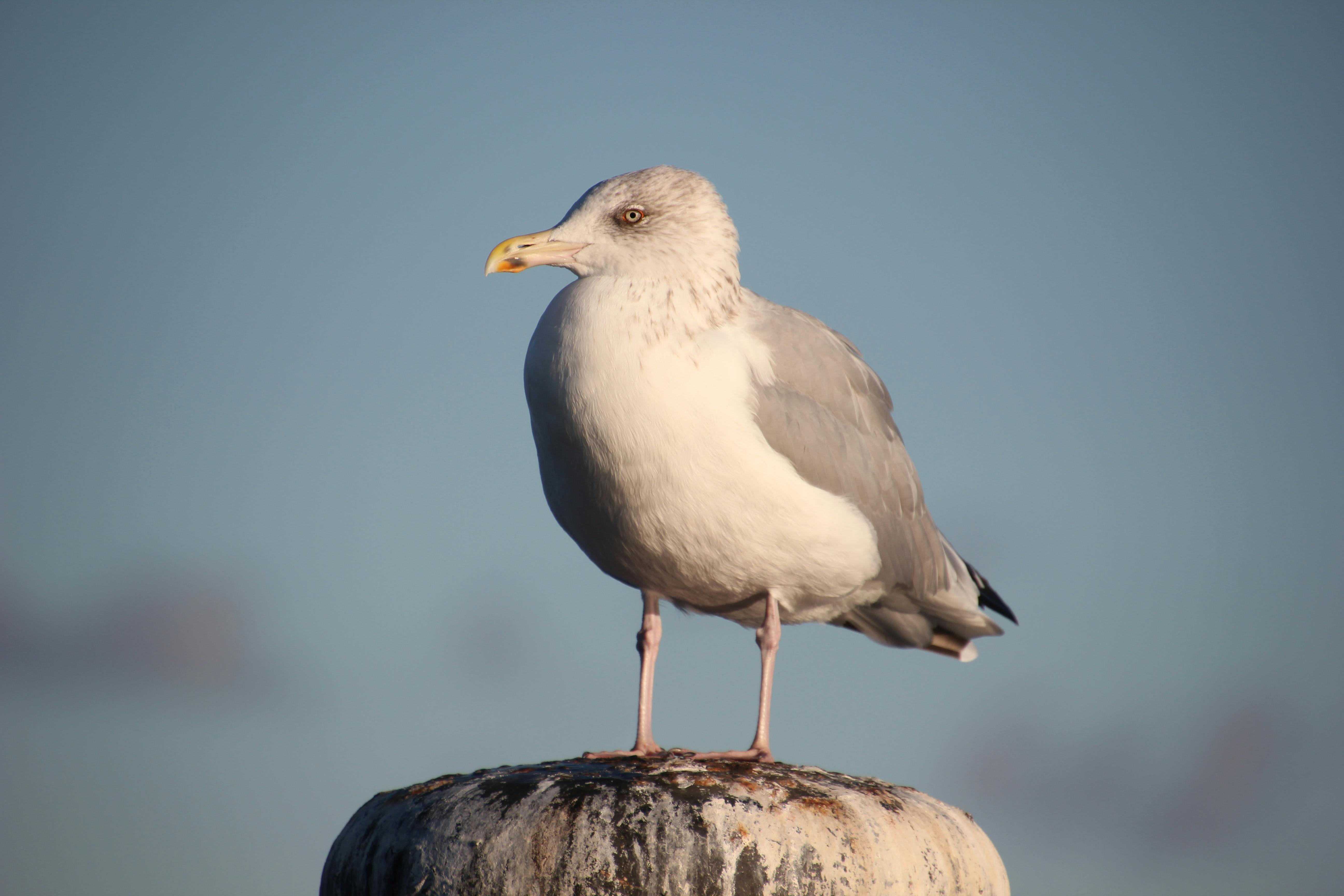 White and Grey Seagull on Rock · Free Stock Photo