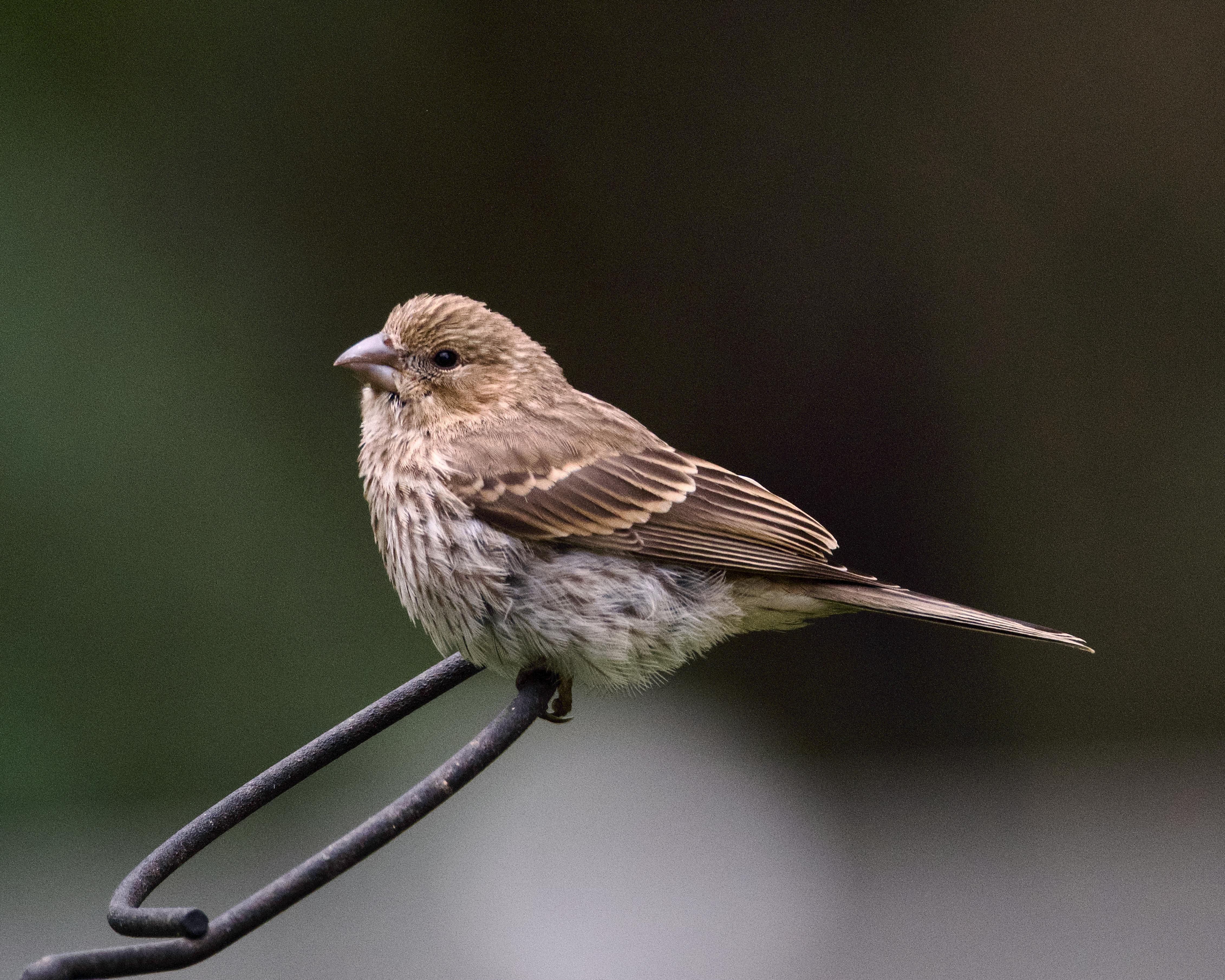 Idle Bird Photos, Download The BEST Free Idle Bird Stock Photos & HD Images