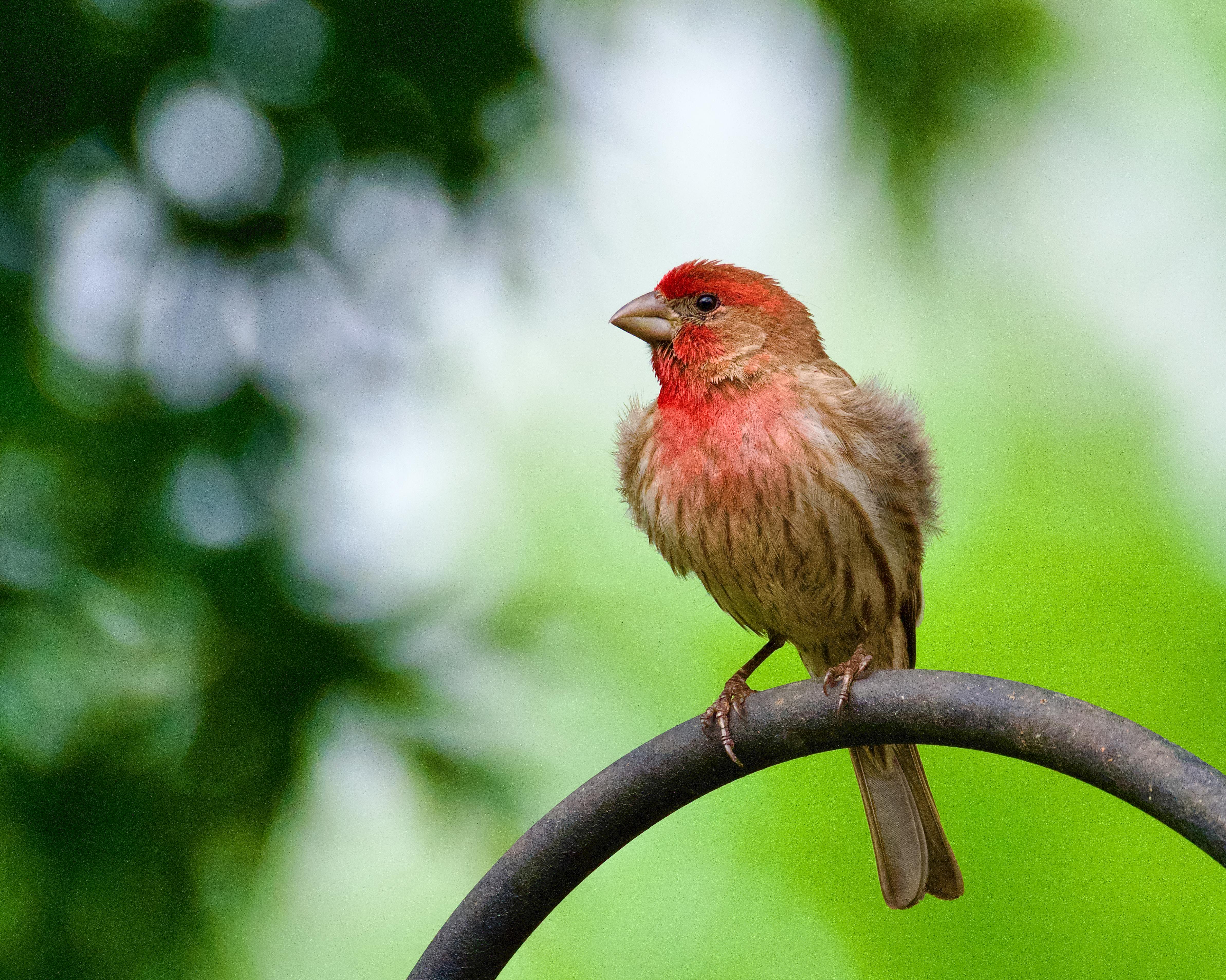 House Finch · Free Stock Photo