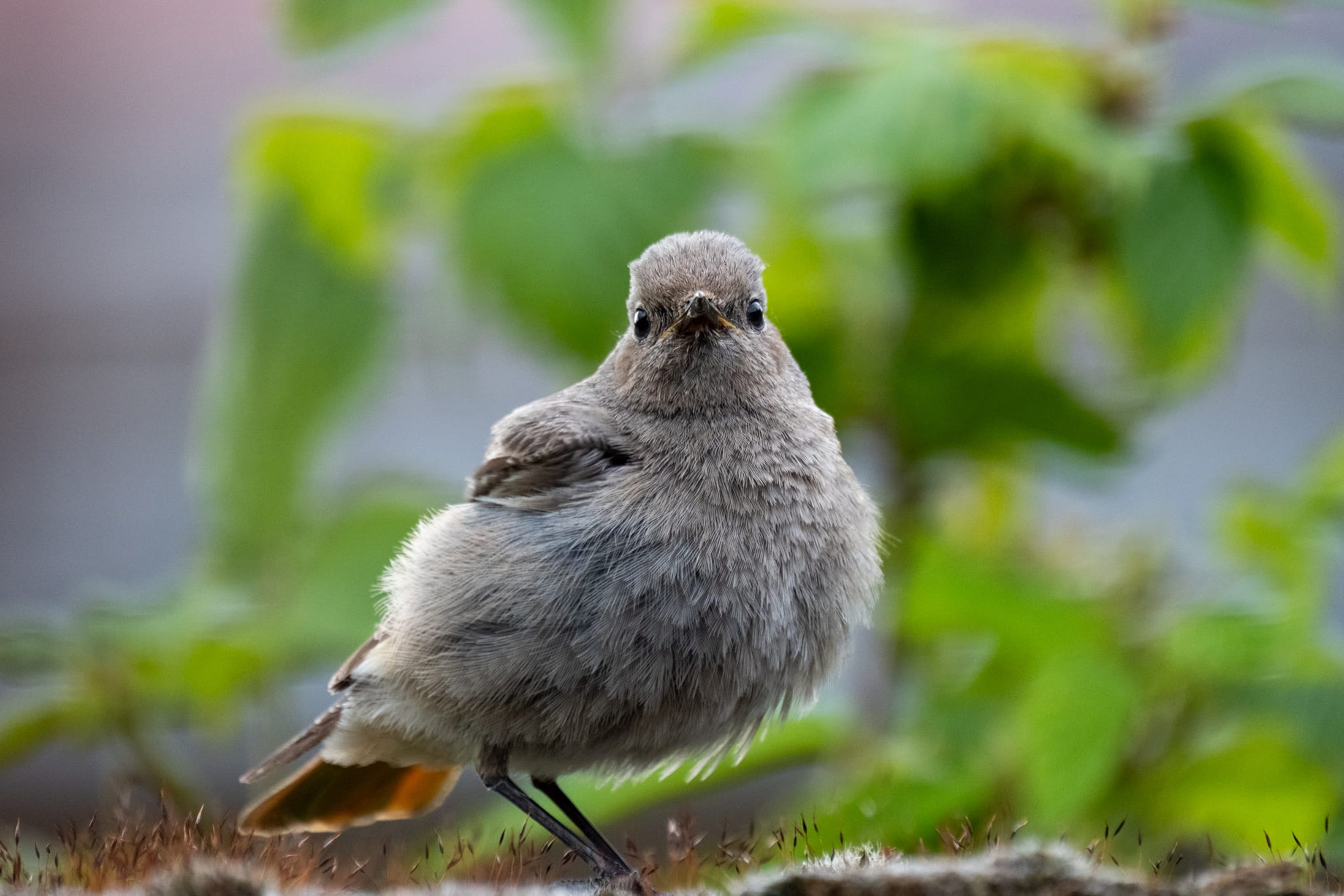 Black Redstart Bird · Free Stock Photo