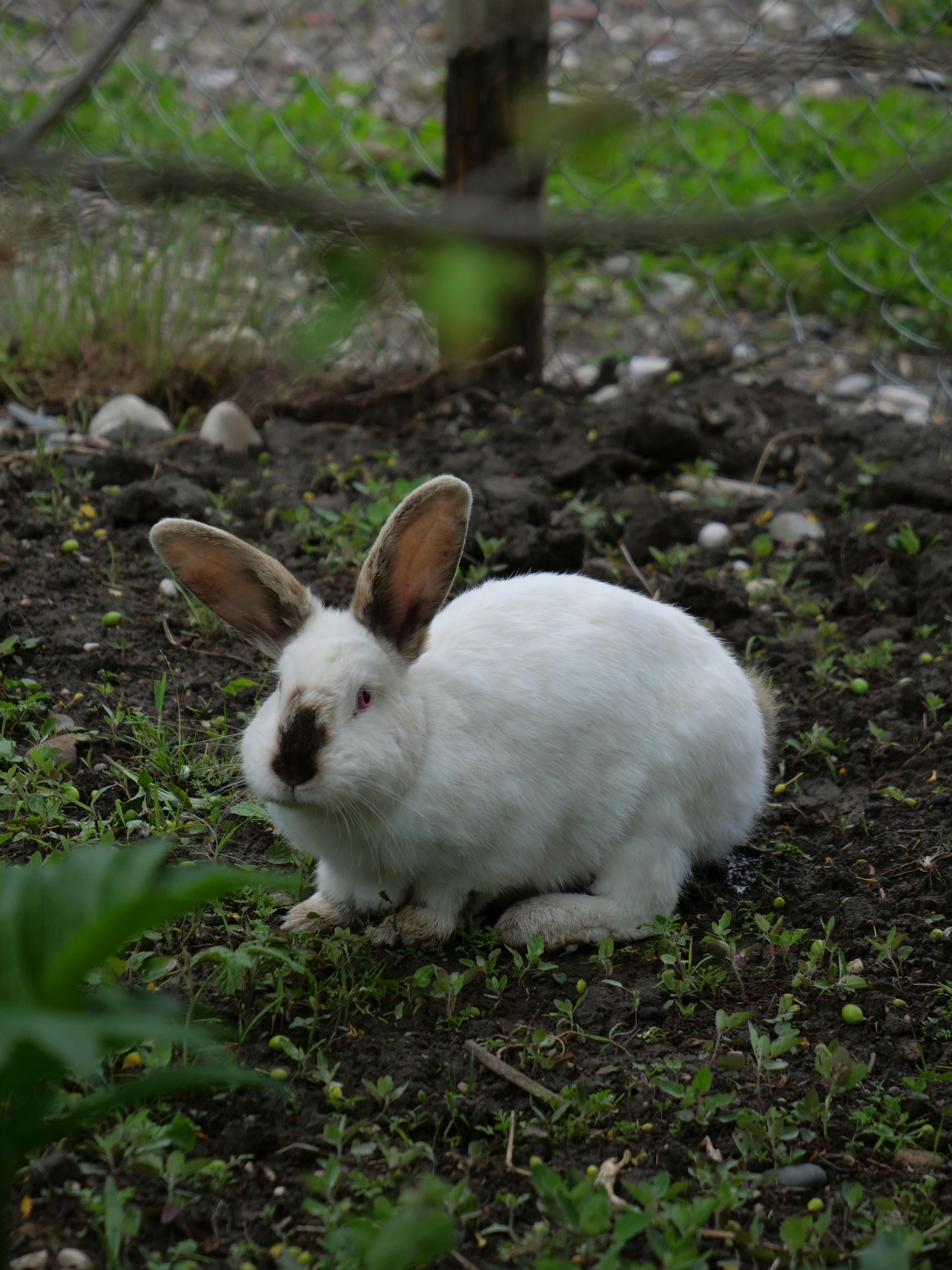 A Black and White Domestic Rabbit Sitting on the Ground in a Garden ...