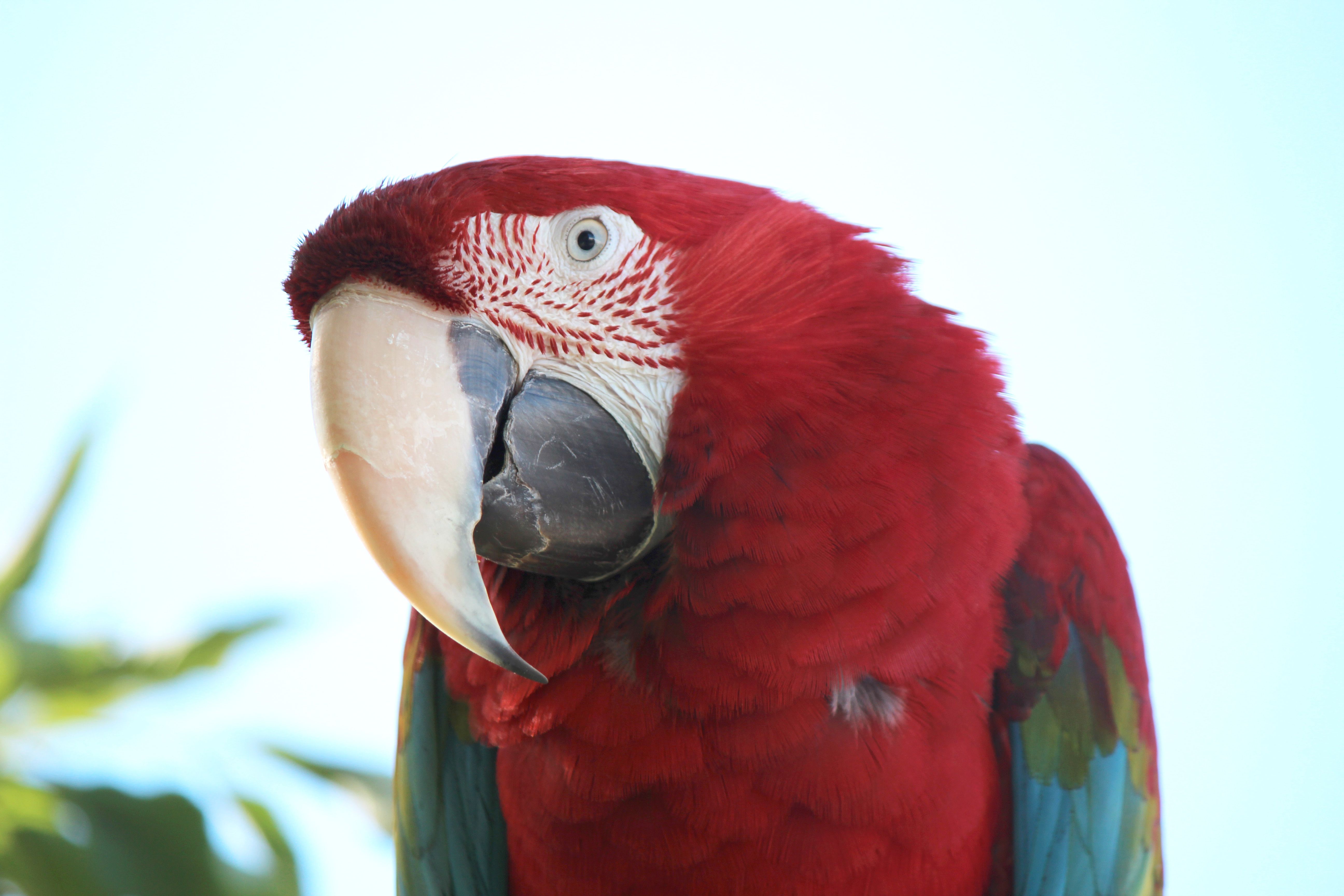 Close-up of the Head of a Red Parrot · Free Stock Photo
