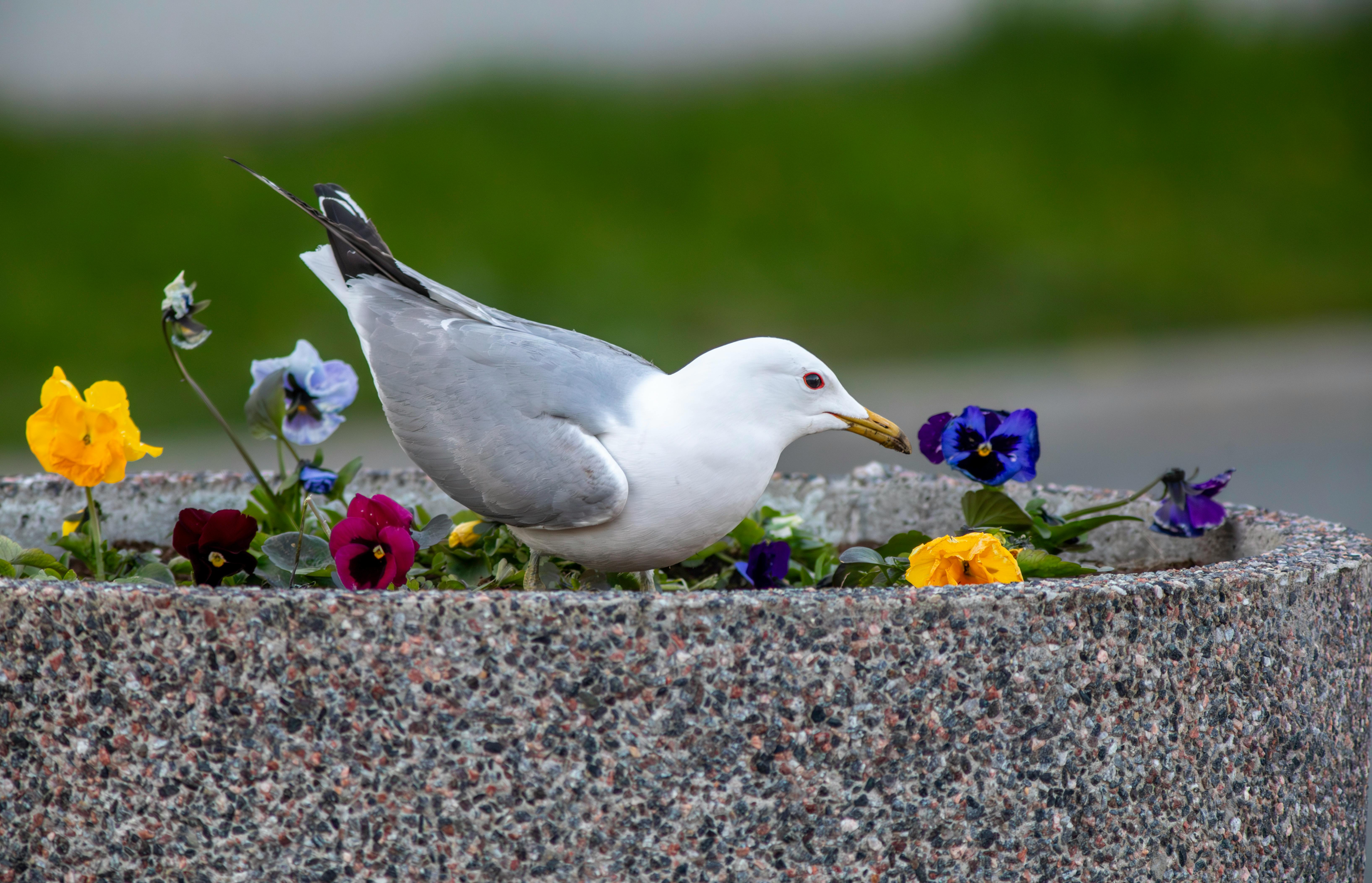 Close-up of a Seagull Sitting in a Stone Planter with Flowers · Free ...