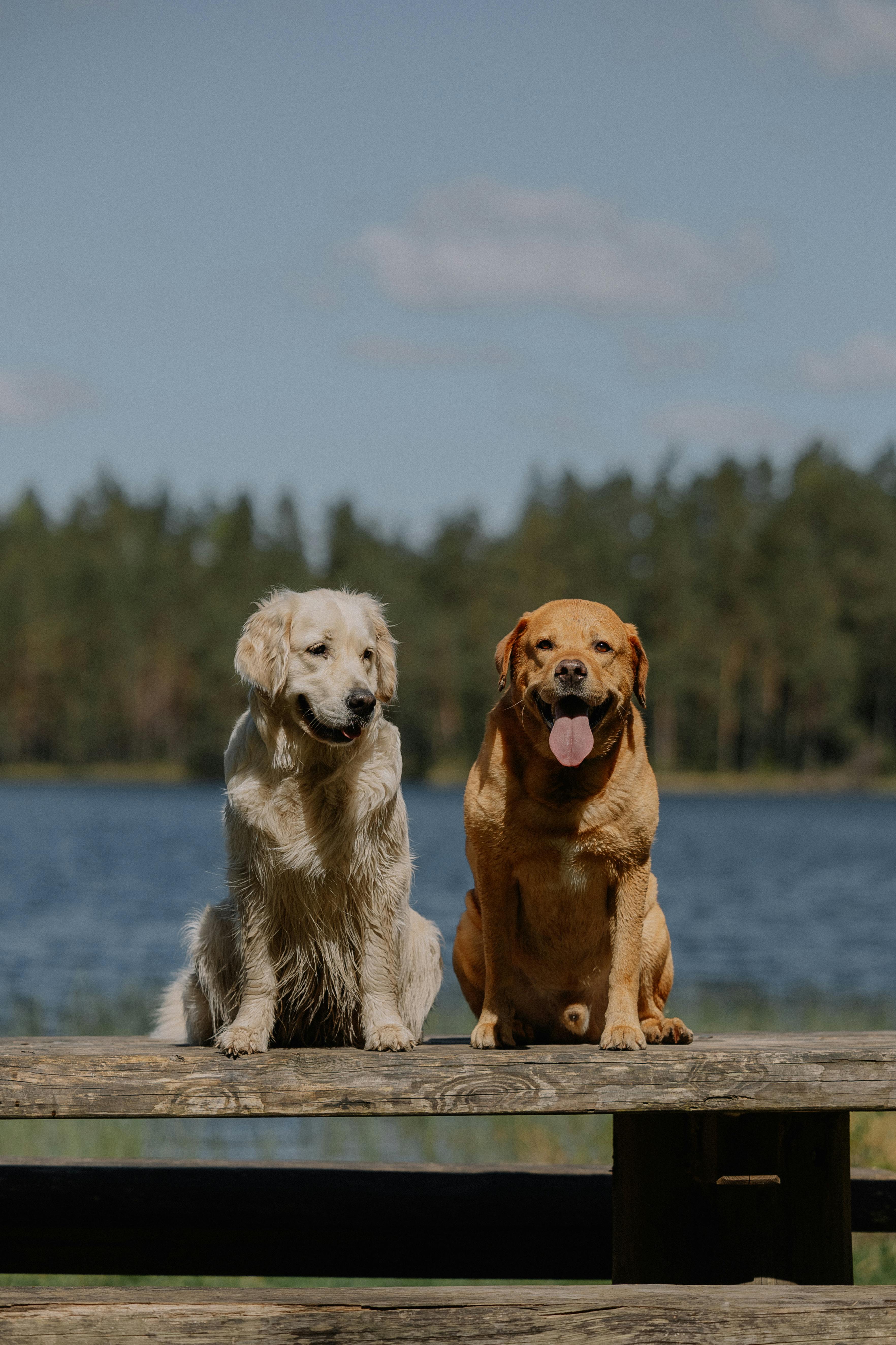 Dogs Lucht Photos, Download The BEST Free Dogs Lucht Stock Photos & HD ...