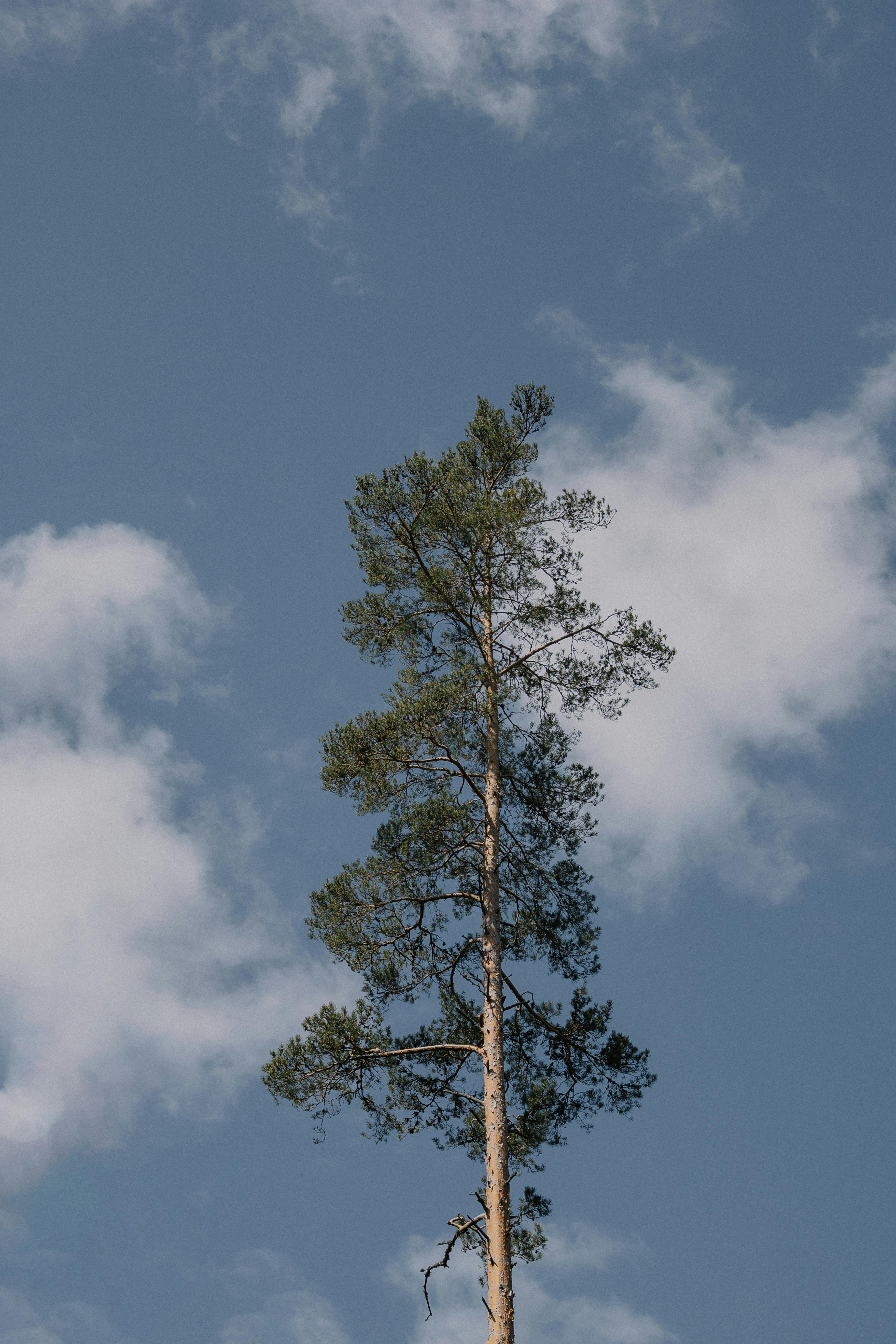 Tall Photos, Download The BEST Free Tall Stock Photos & HD Images