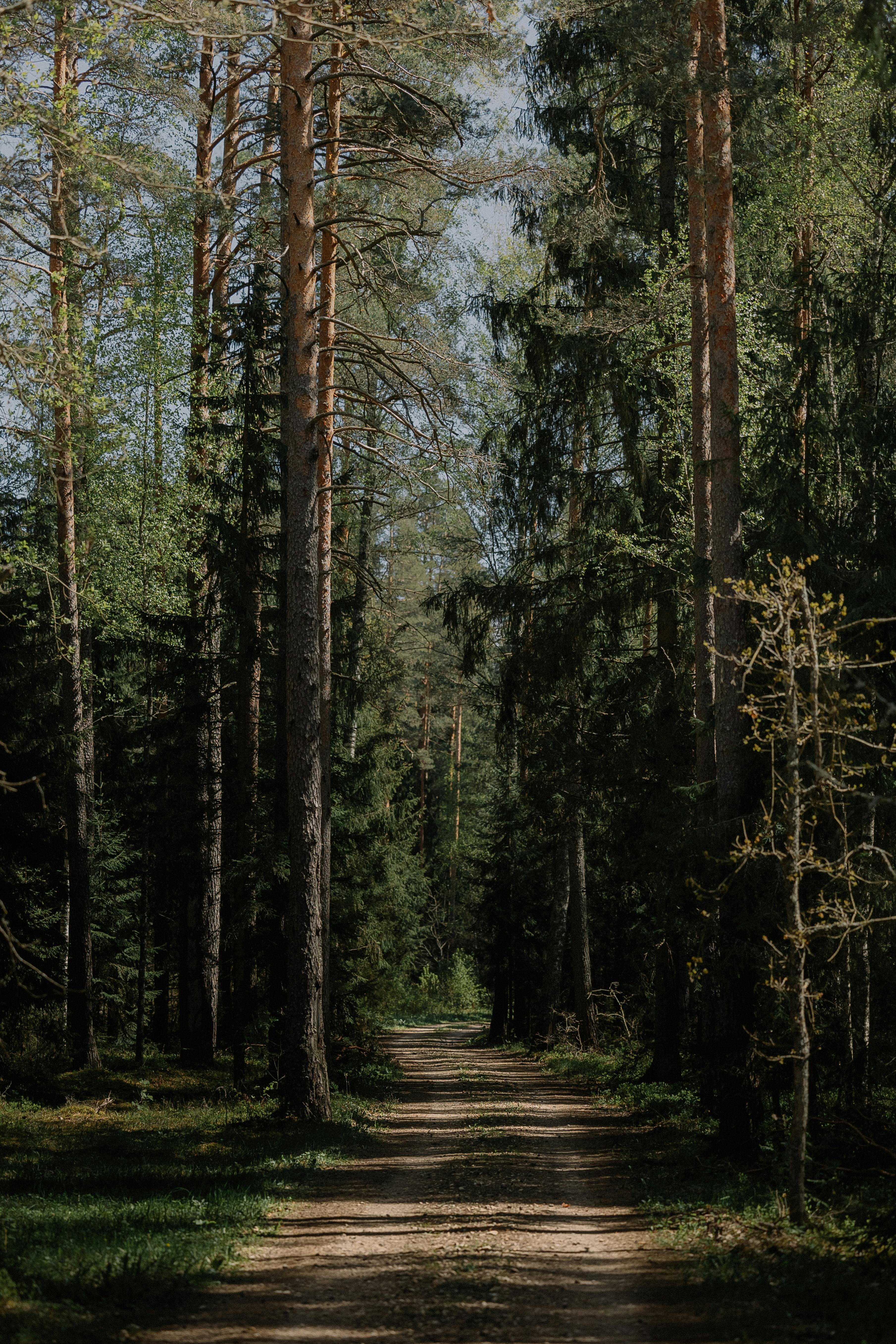 100,000+ Best Tree Images · 100% Free Download · Pexels Stock Photos