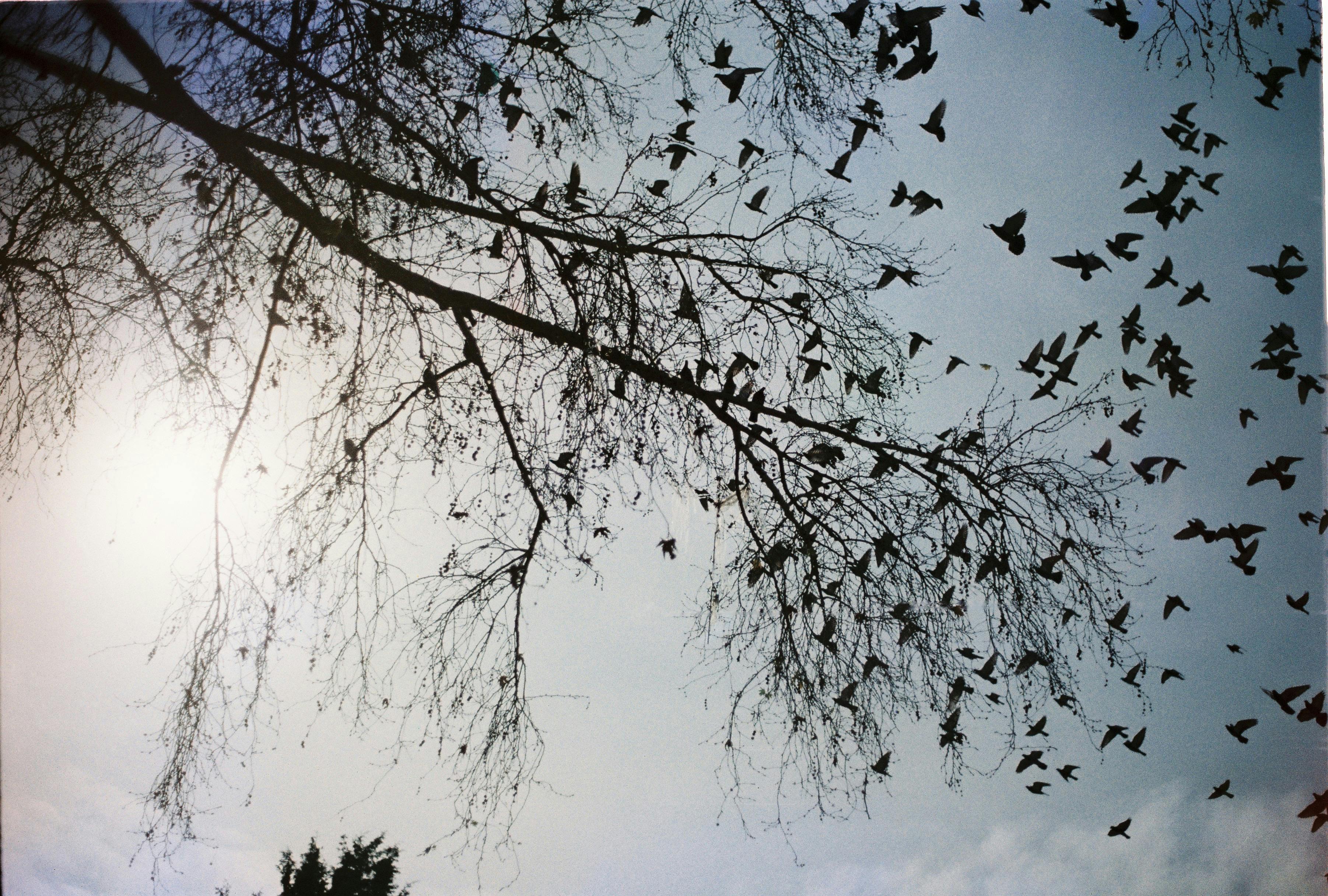 Flock of Birds Flying over Tree Branches · Free Stock Photo