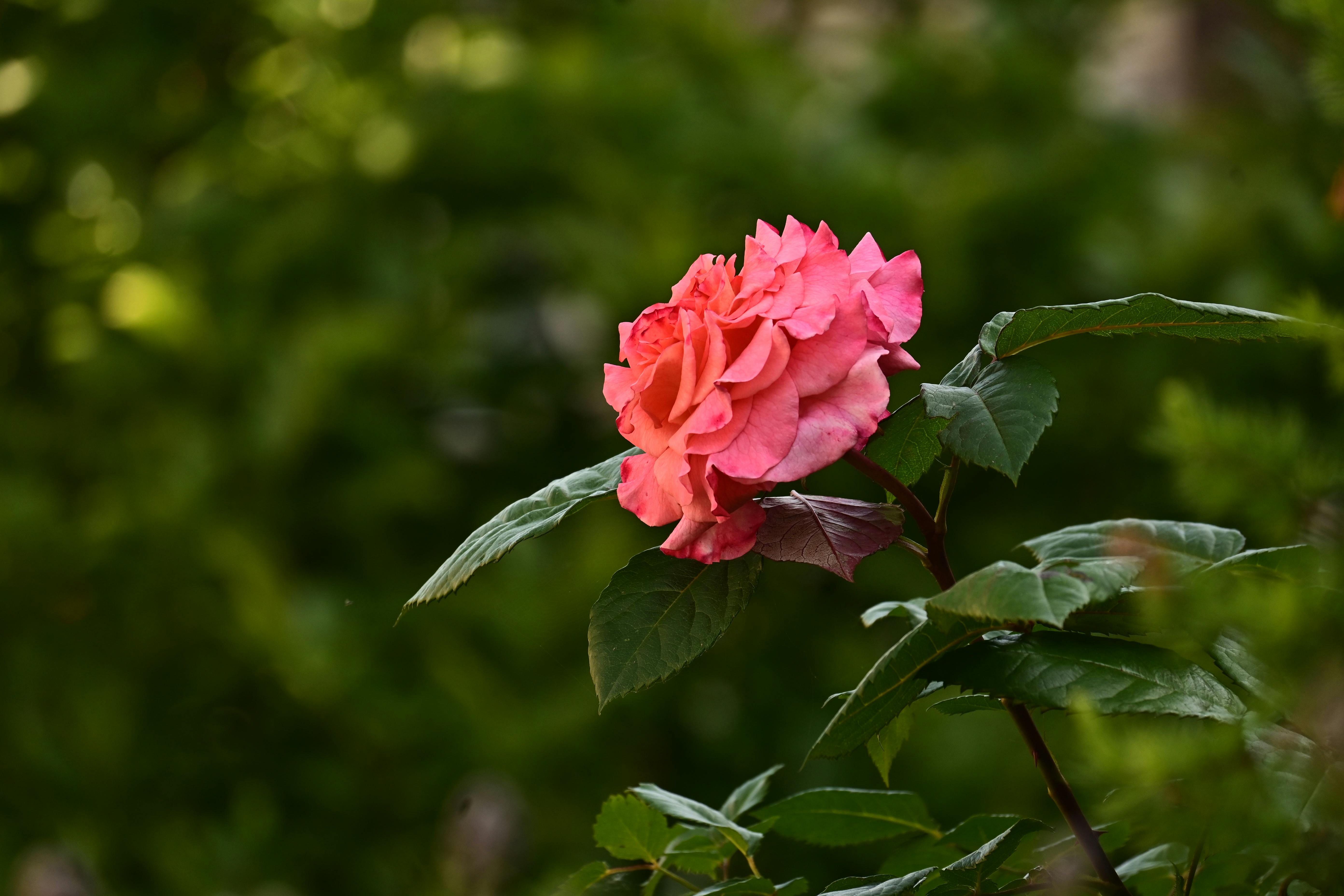 Red Garden Flower · Free Stock Photo
