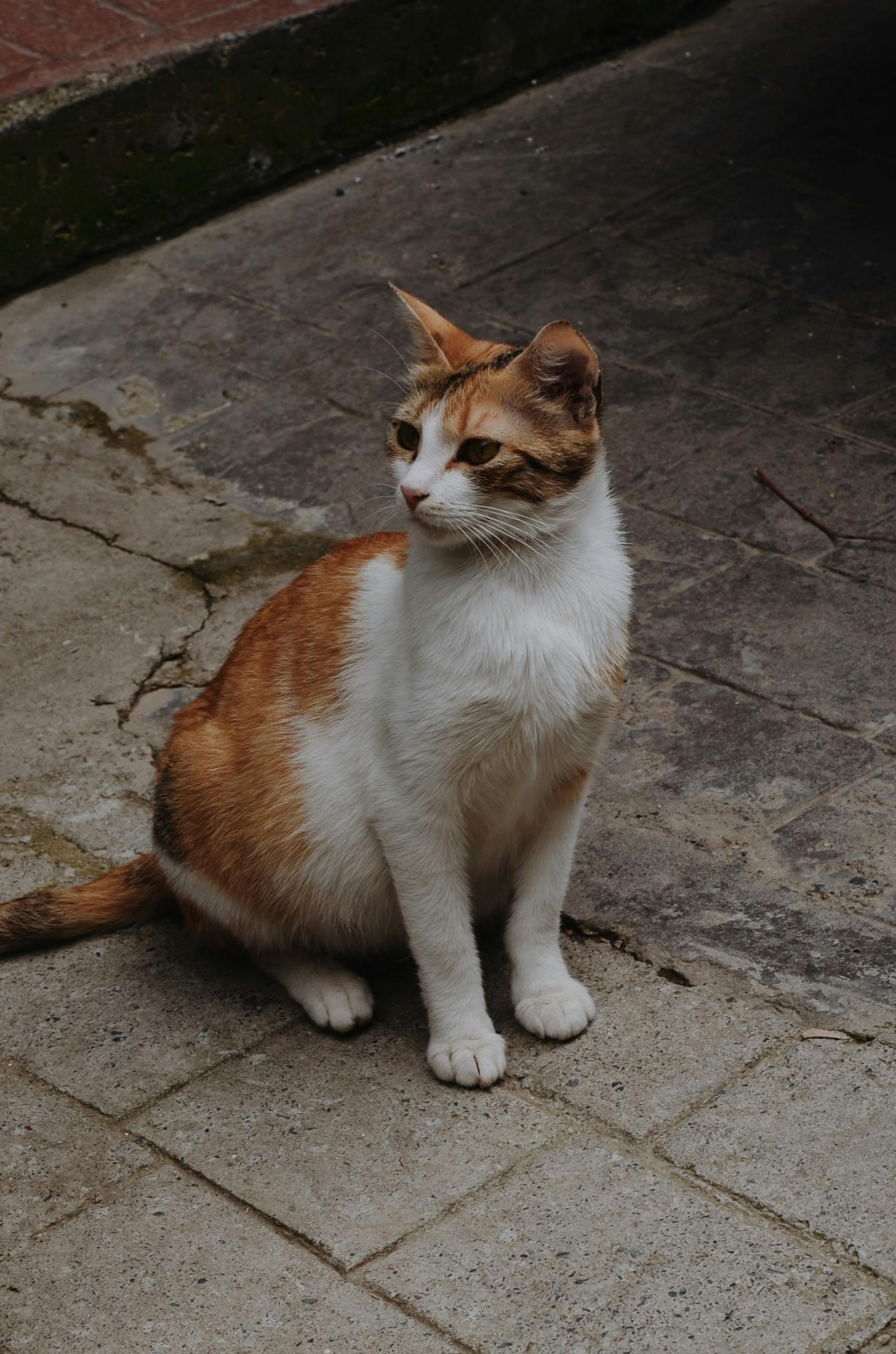 Photo gratuite de à quatre pattes, adorable, alerte, ami à fourrure ...