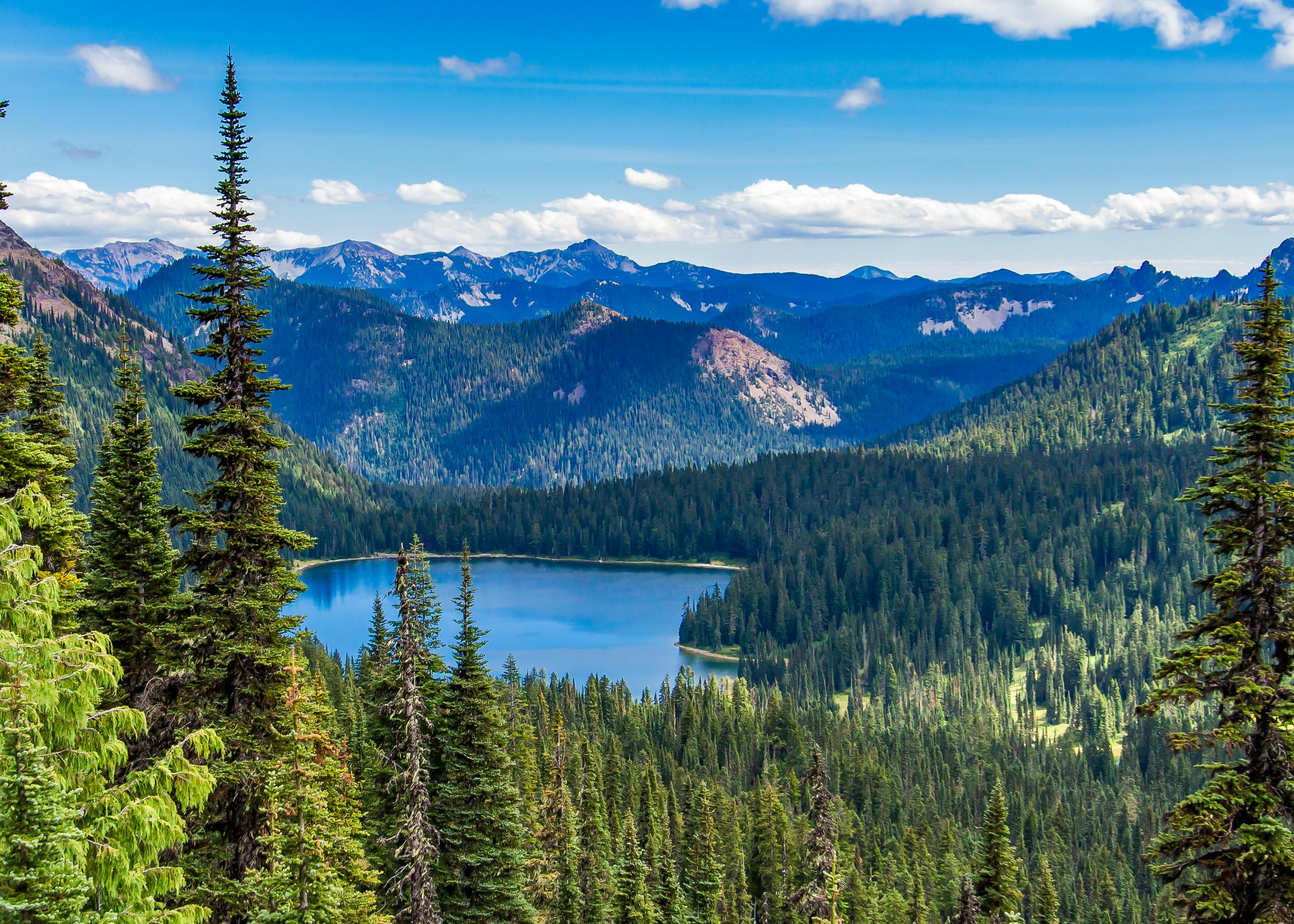 Landscape of Evergreen Forest in Mount Rainier · Free Stock Photo