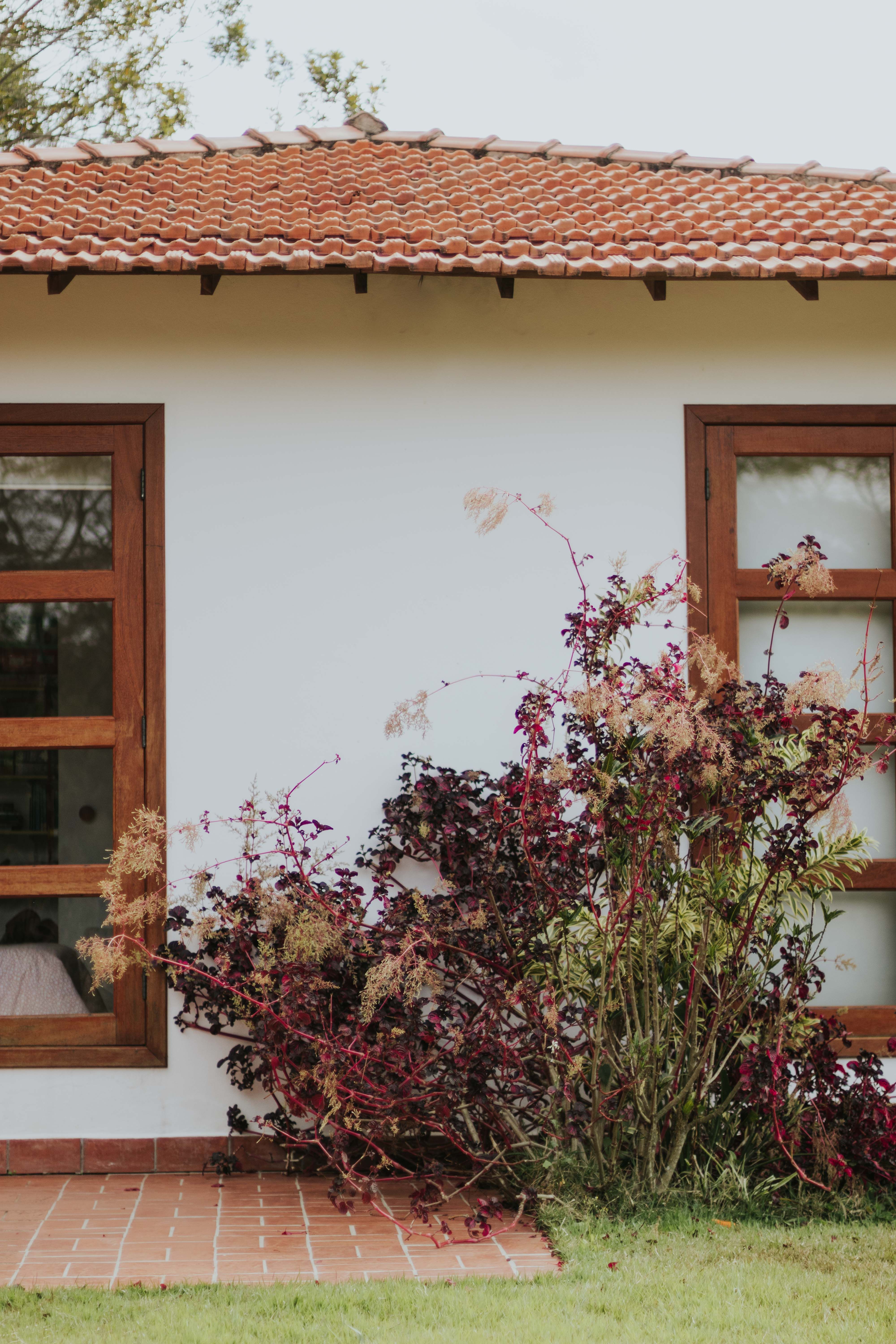 Bush near House Wall · Free Stock Photo