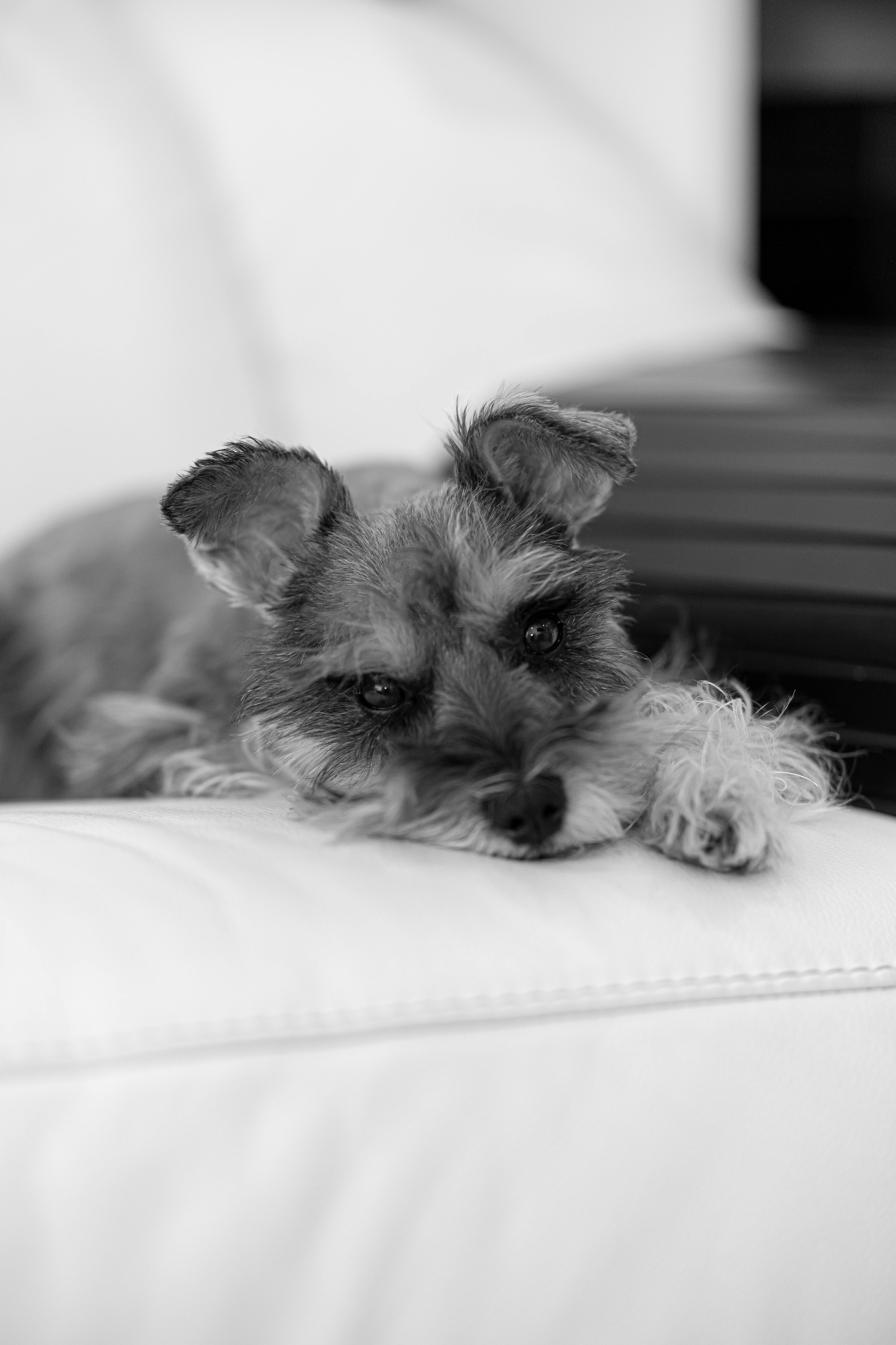 Puppy Terrier Lying Down · Free Stock Photo