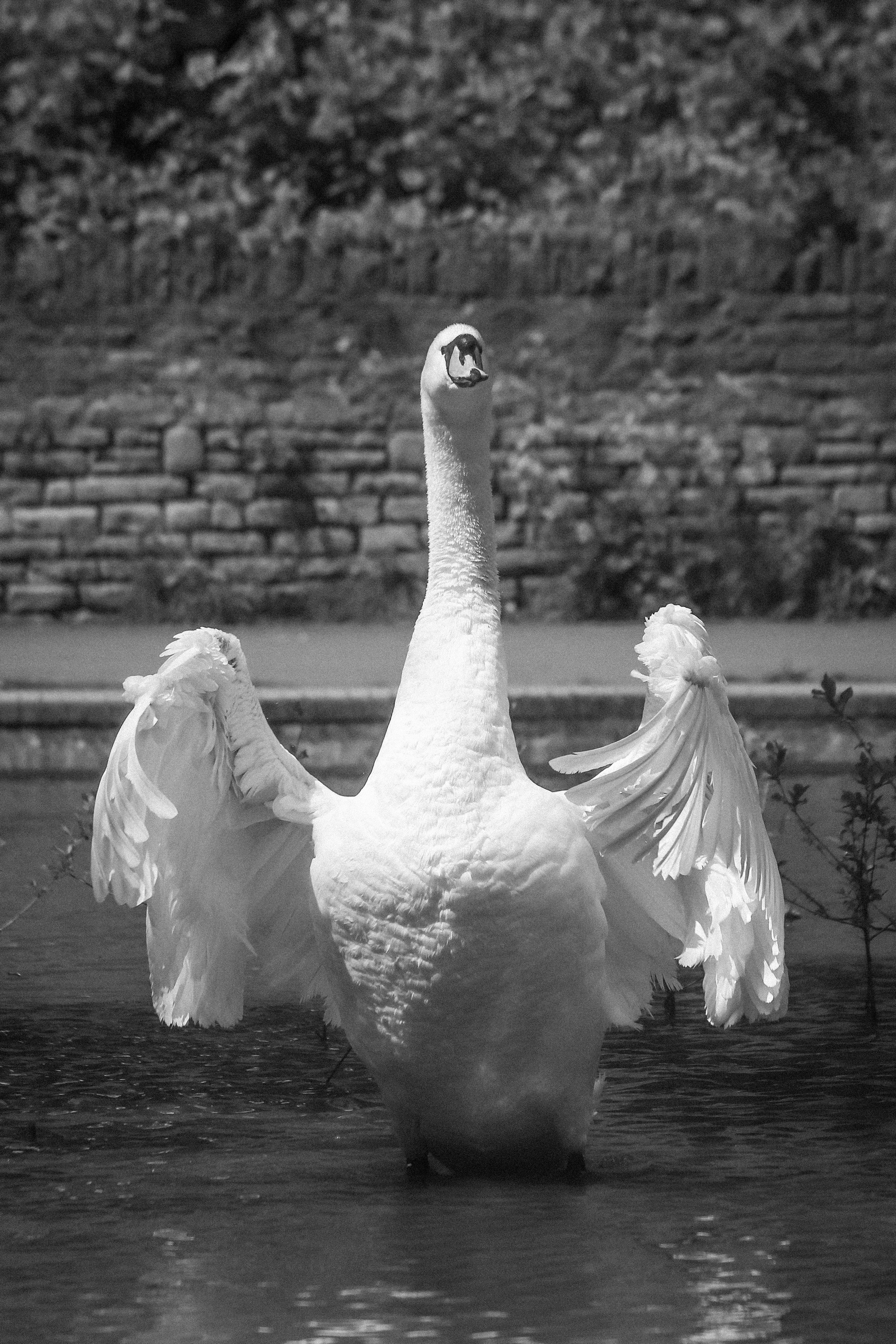 White Swan · Free Stock Photo