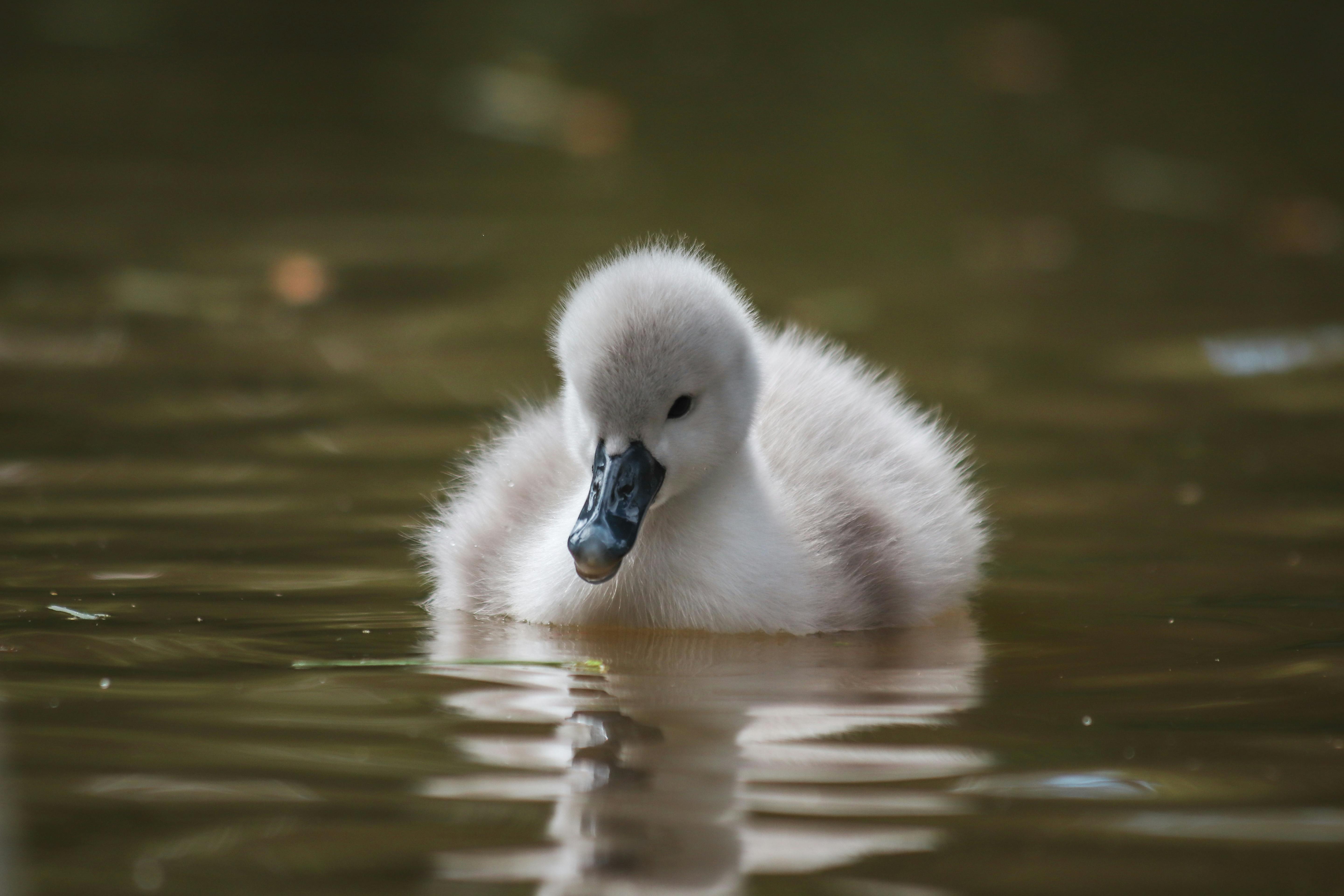 Cygnet in Nature · Free Stock Photo