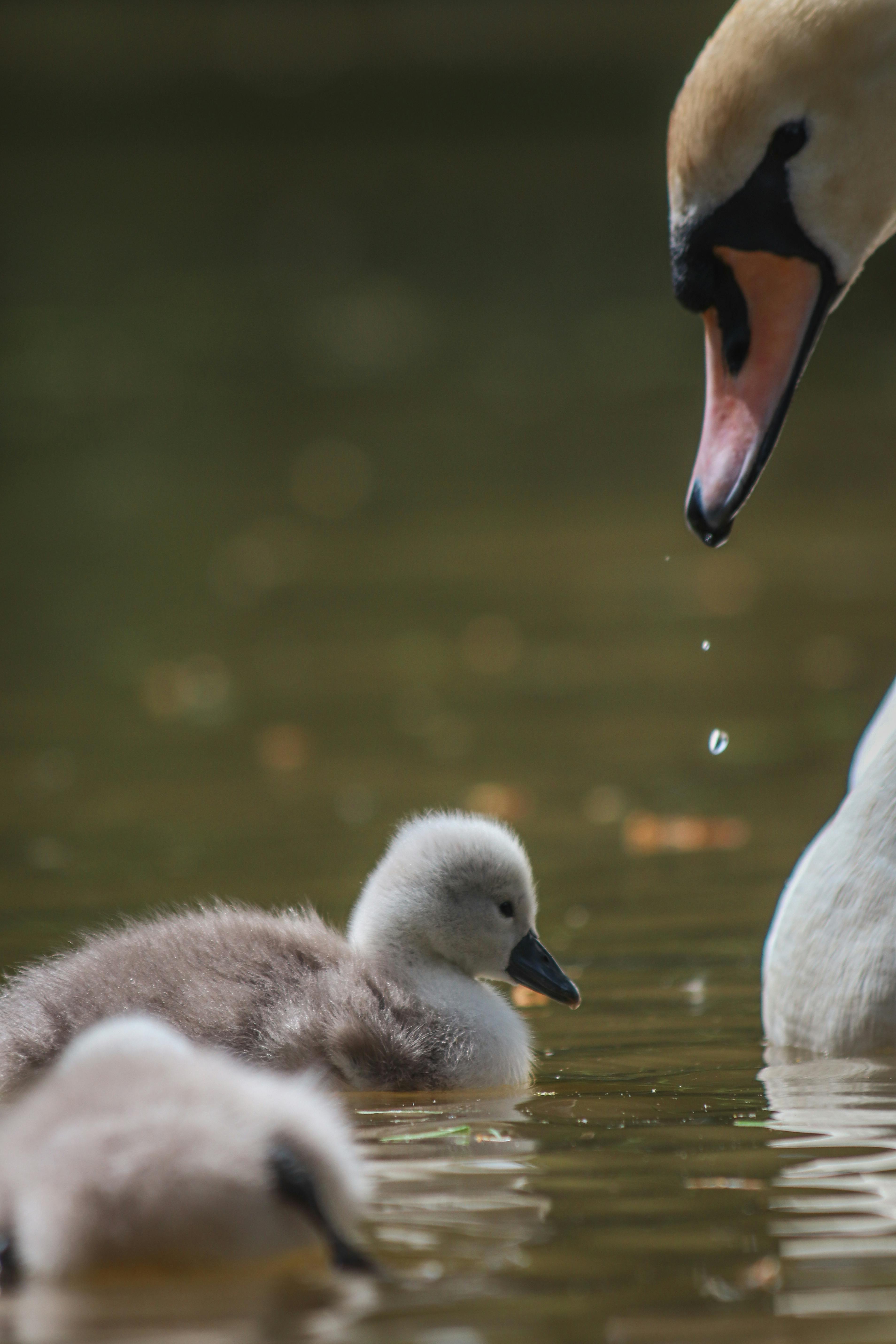 Swan and Cygnets · Free Stock Photo