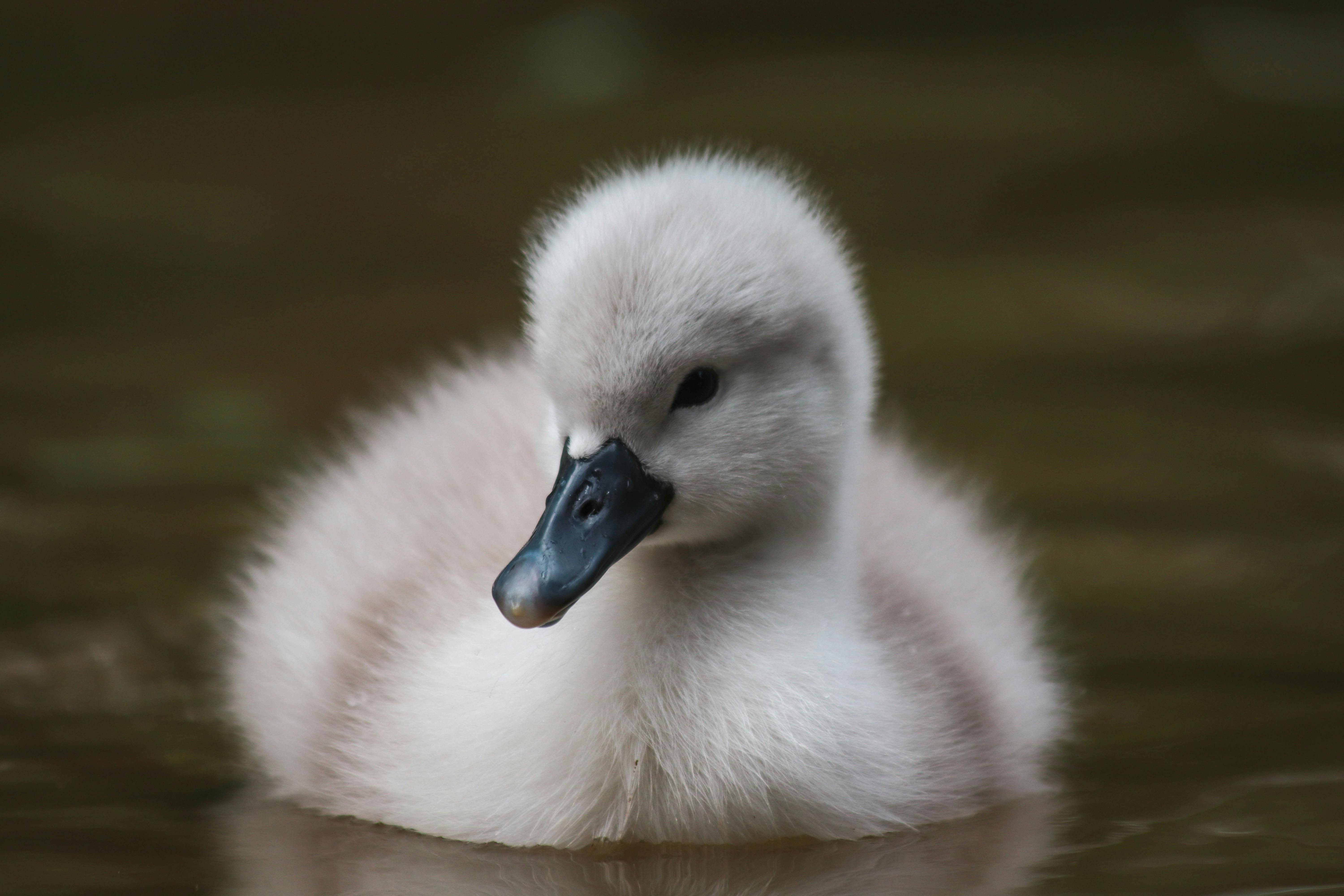 Cygnet on Lake · Free Stock Photo