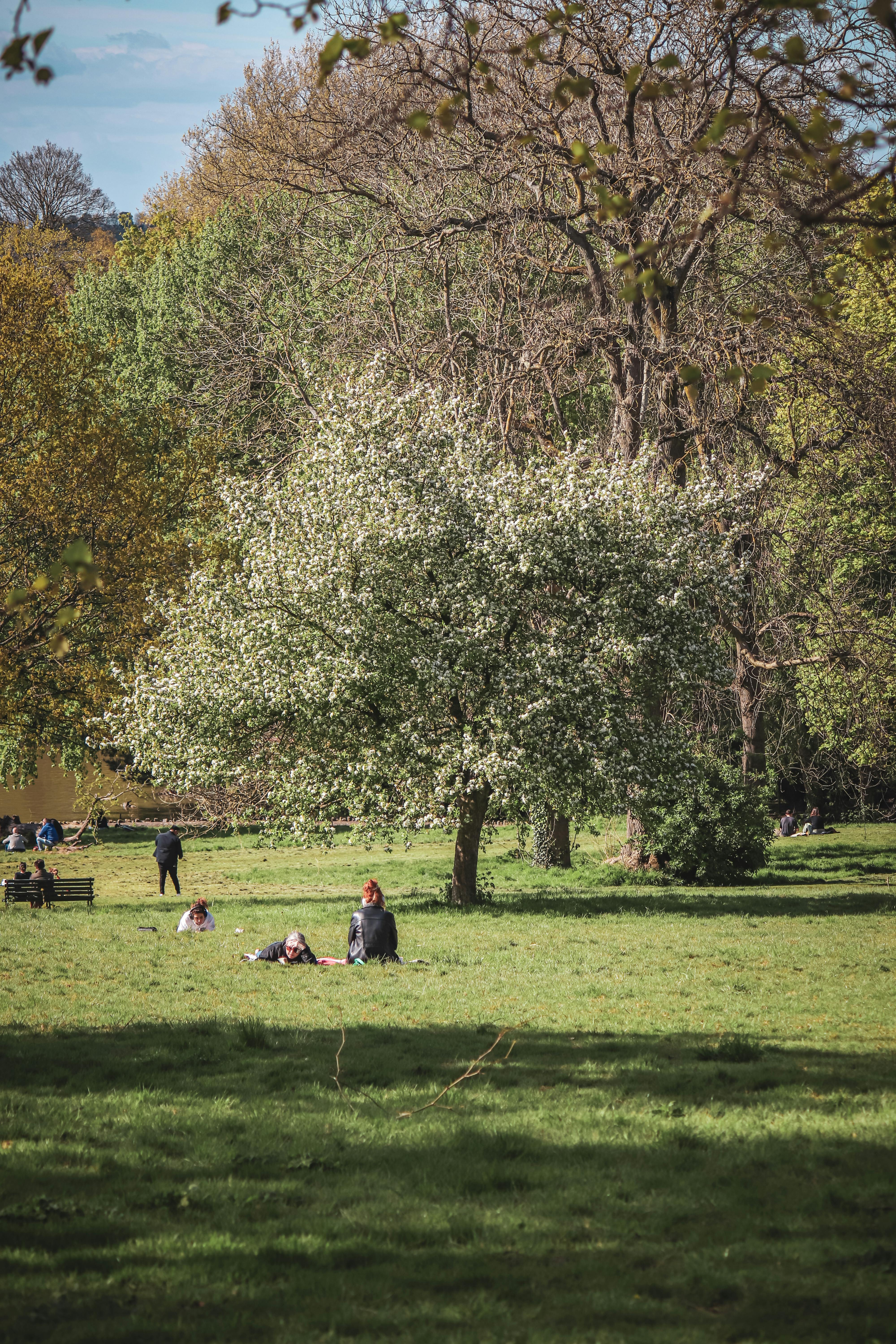 A group of people sitting in a park under a tree · Free Stock Photo