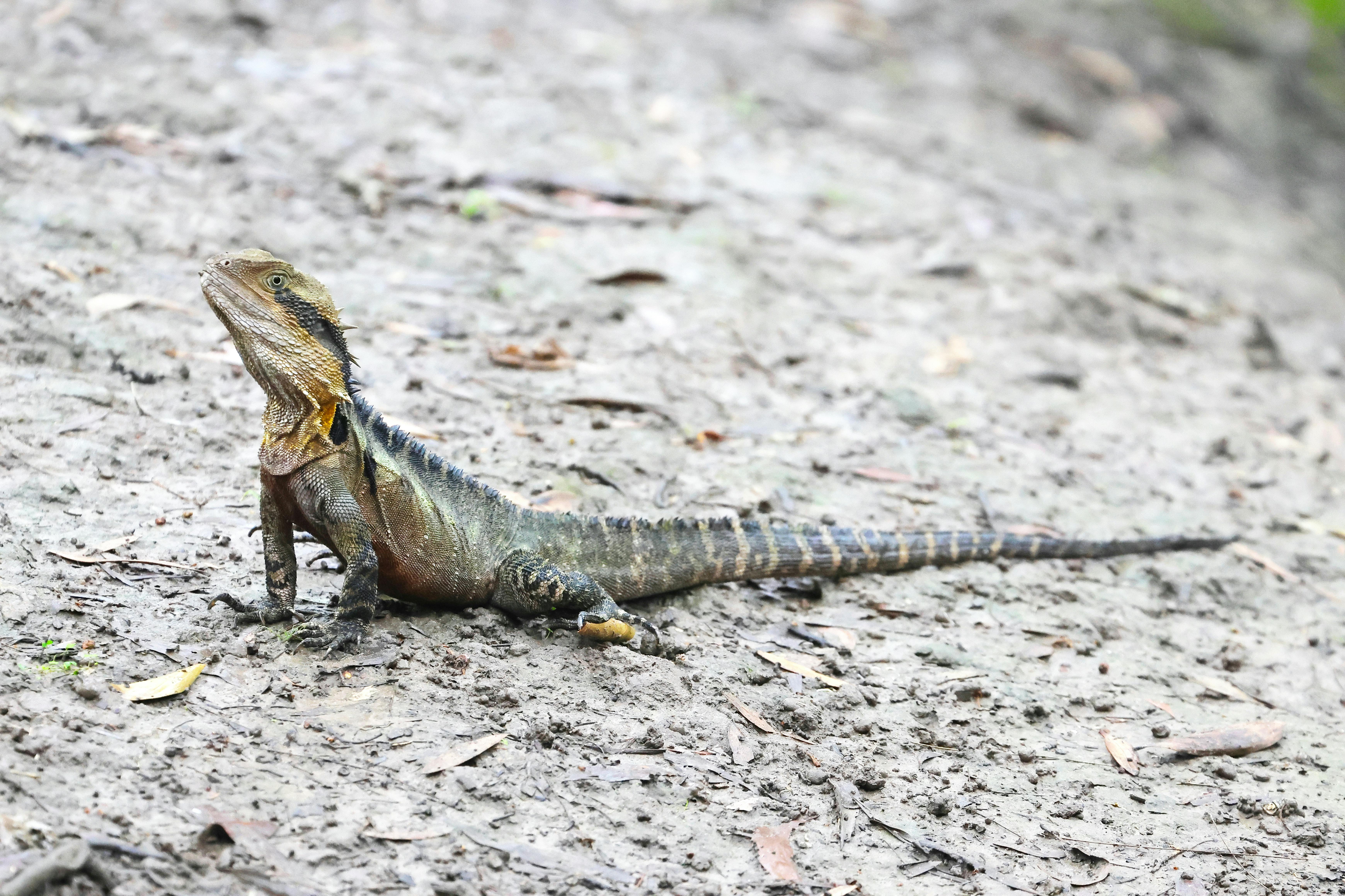 Water Dragon (eastern water dragon) · Free Stock Photo