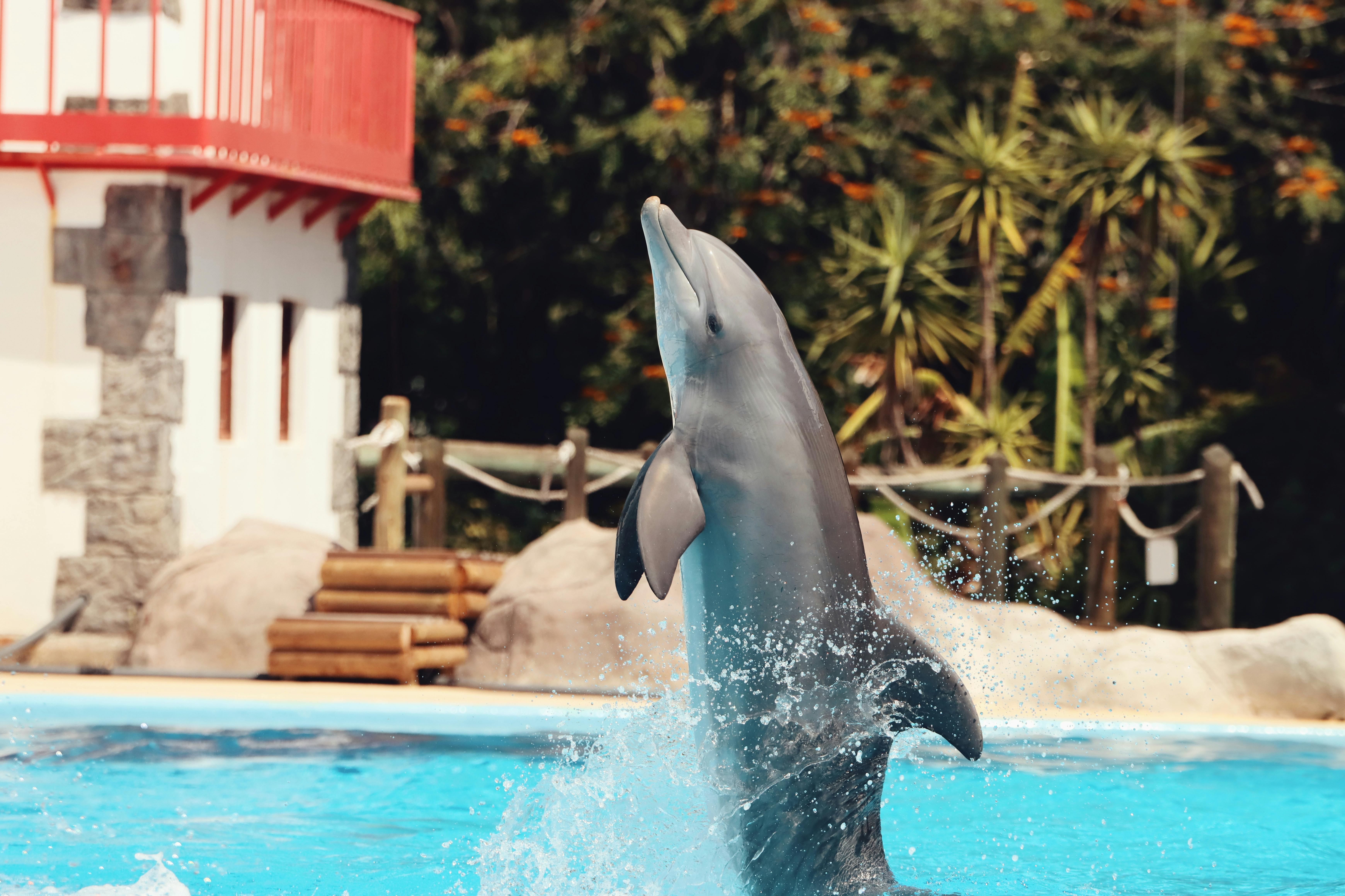 Dolphin Jumping in the Pool · Free Stock Photo