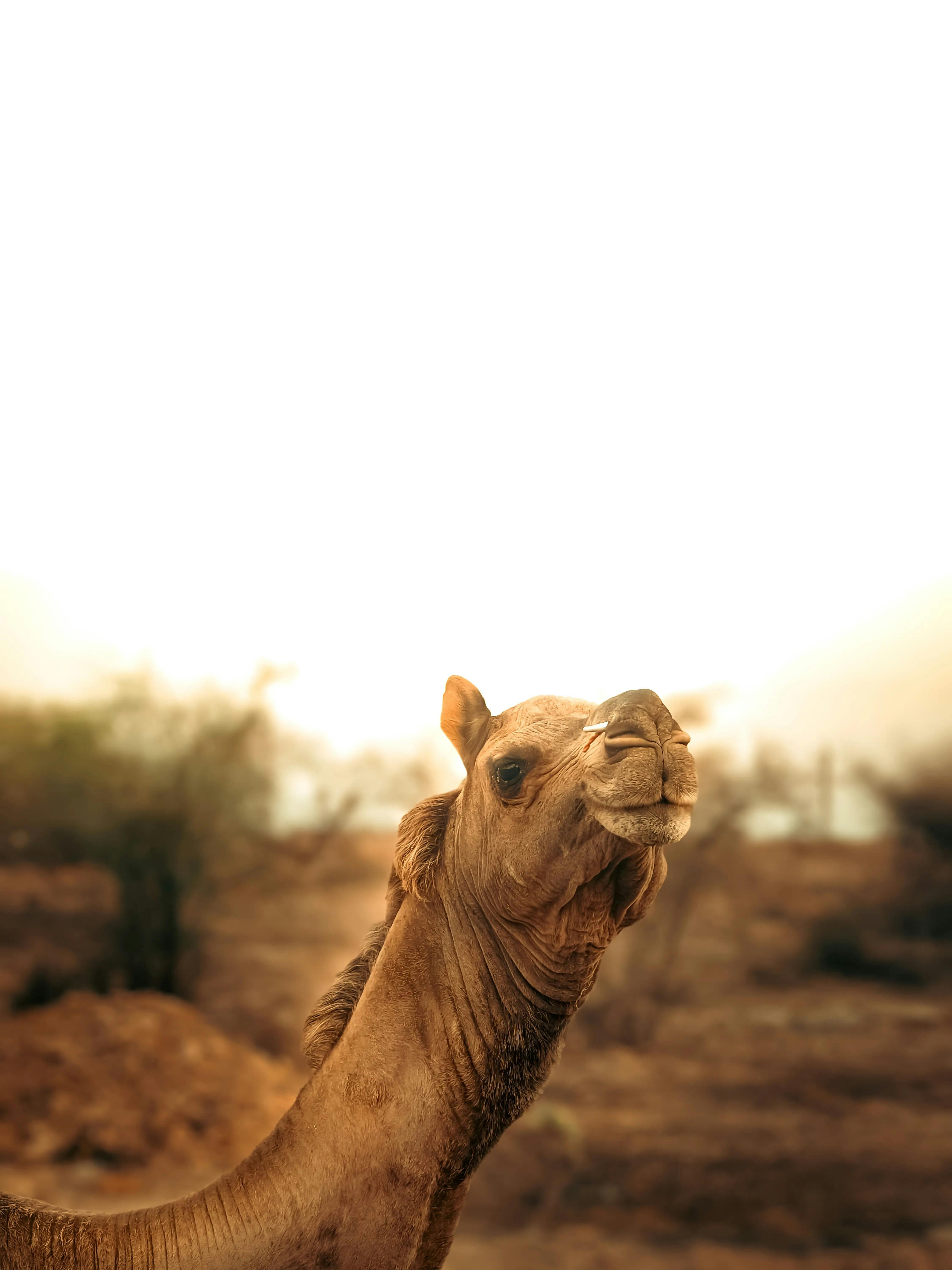 Camel Toe Photos, Download The BEST Free Camel Toe Stock Photos & HD Images