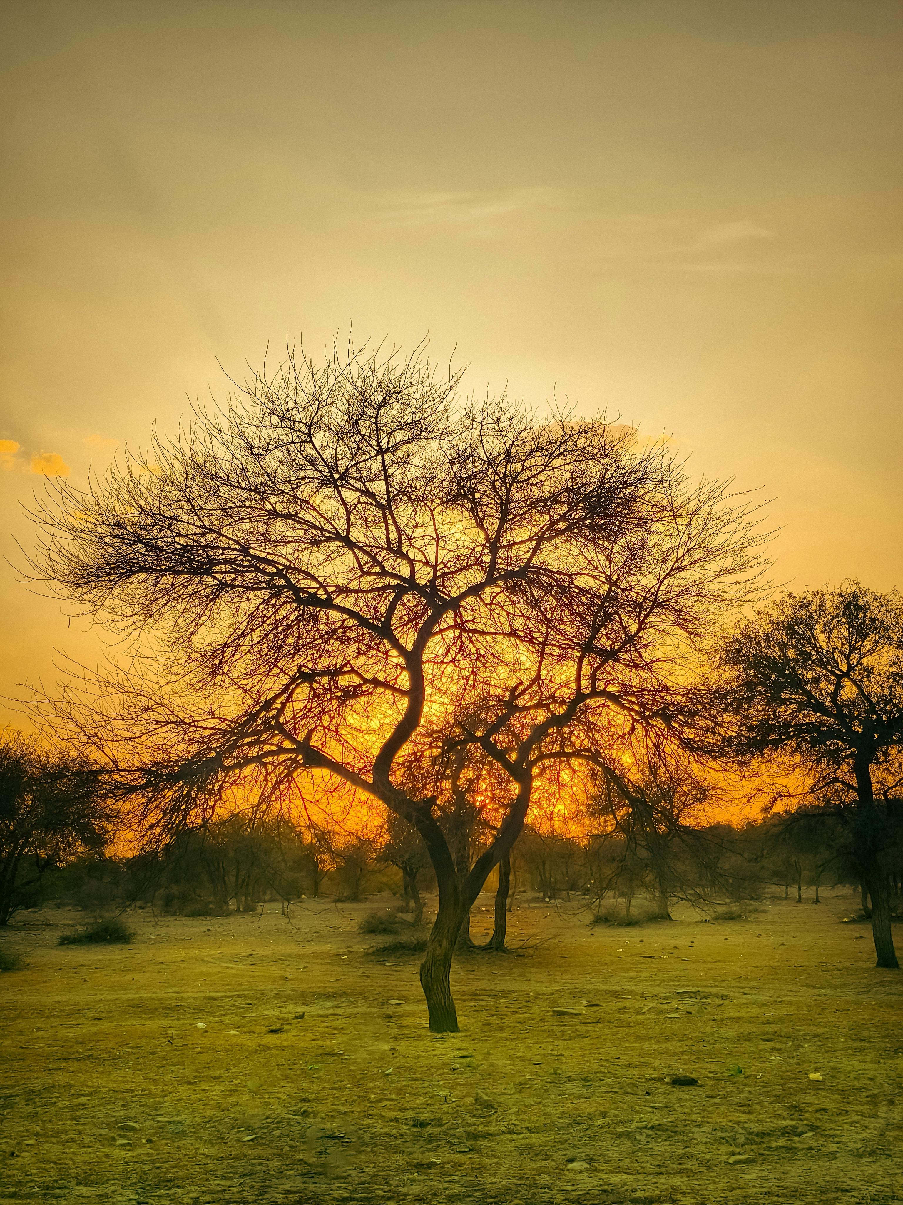 Bare Trees on Grassland at Sunset · Free Stock Photo