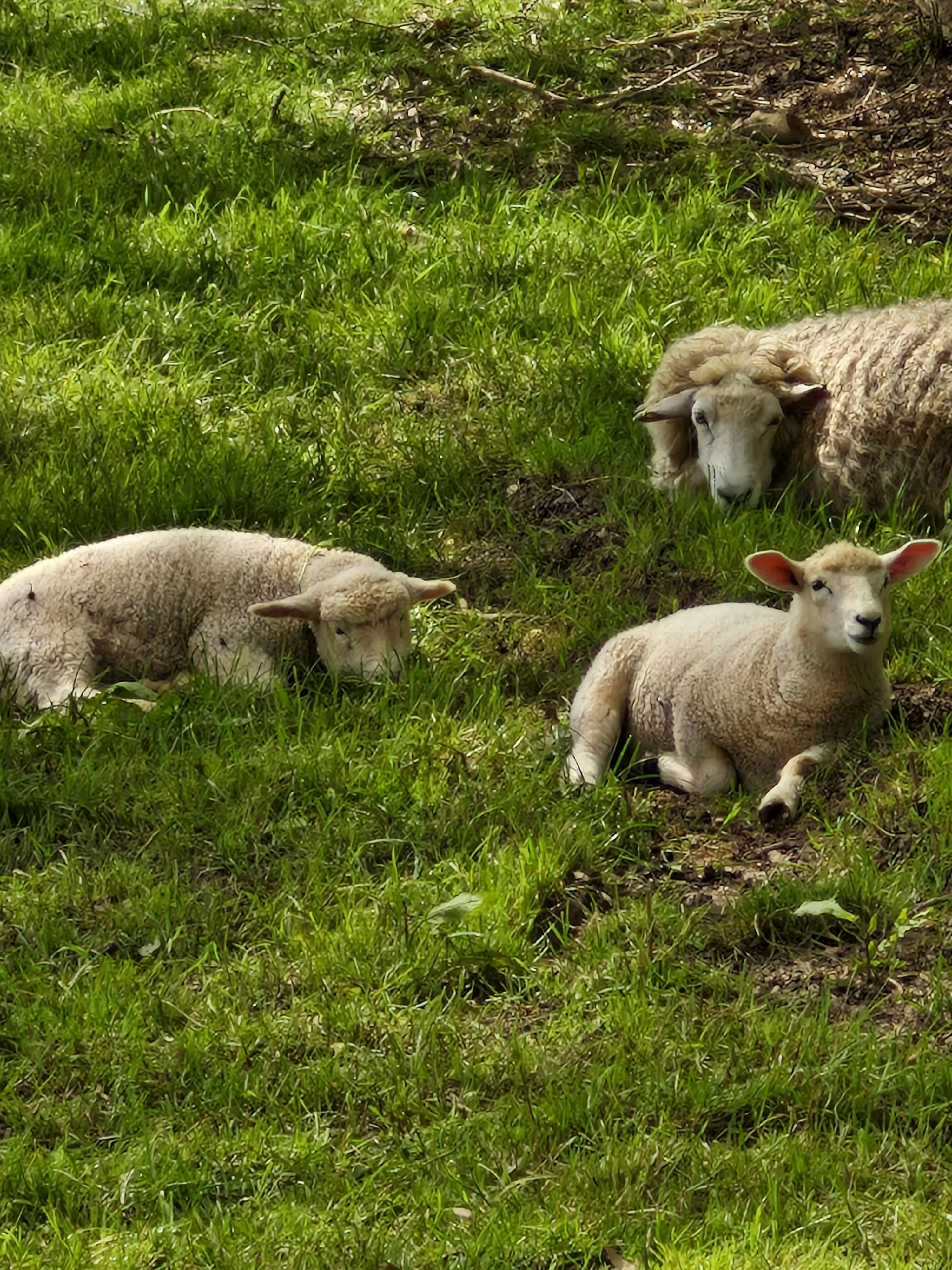 Sheep Lying Down on Meadow · Free Stock Photo