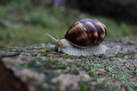 2 Snail Facing Each Other · Free Stock Photo