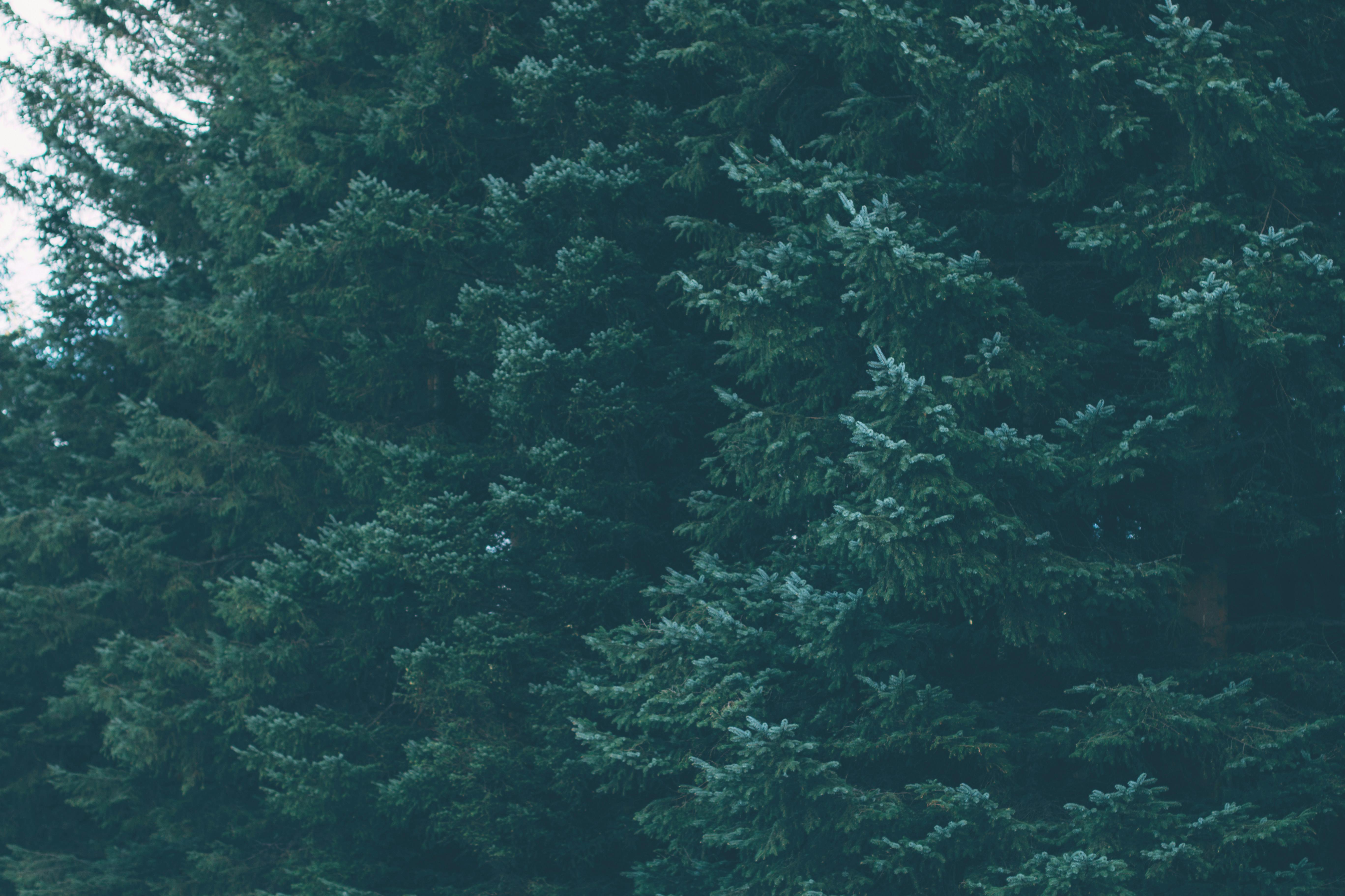 Green Leafed Tree · Free Stock Photo